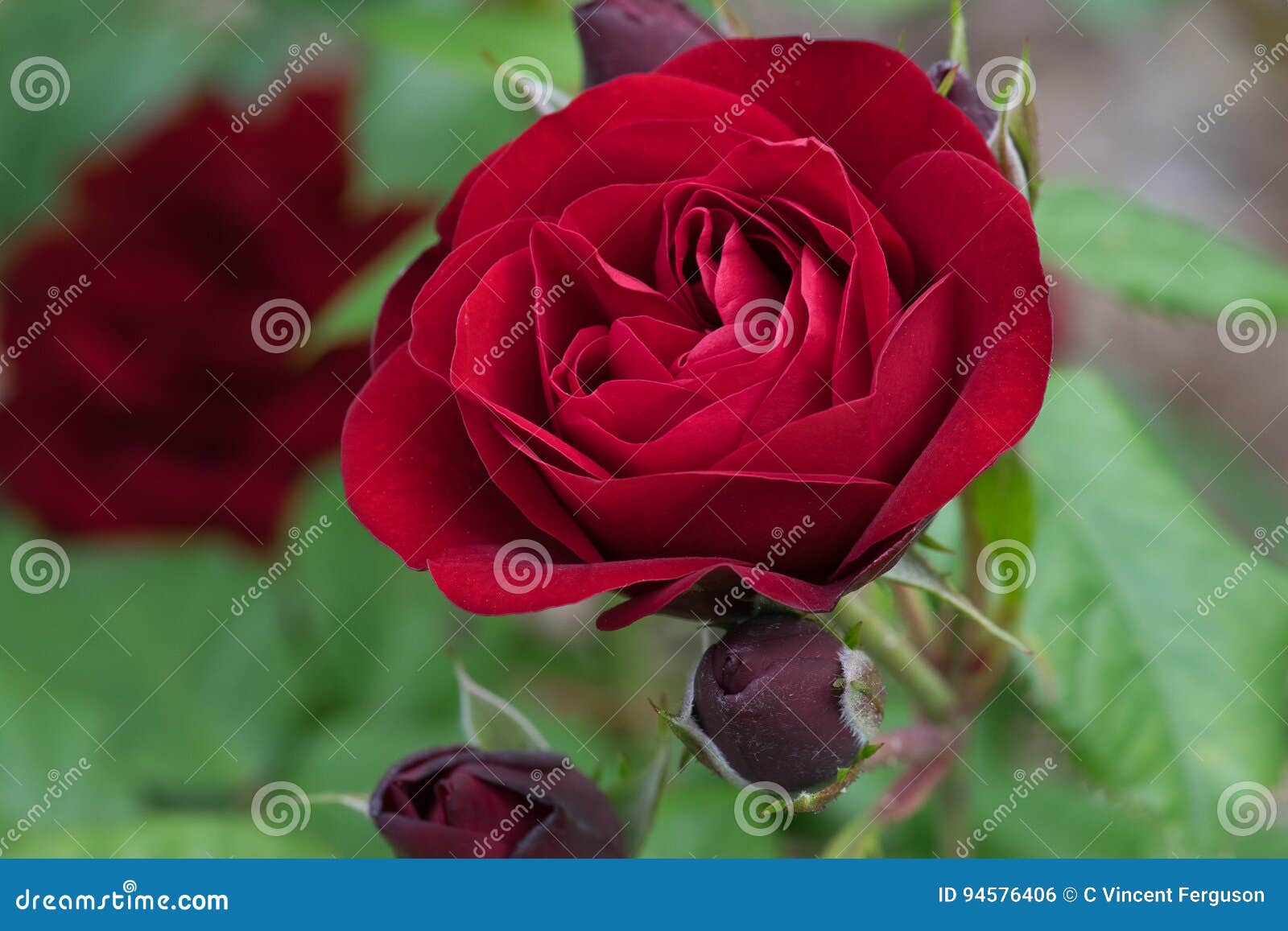 Lava Flow Maroon Rose Flower Foto de Stock - Imagem de perfil, pétala ...