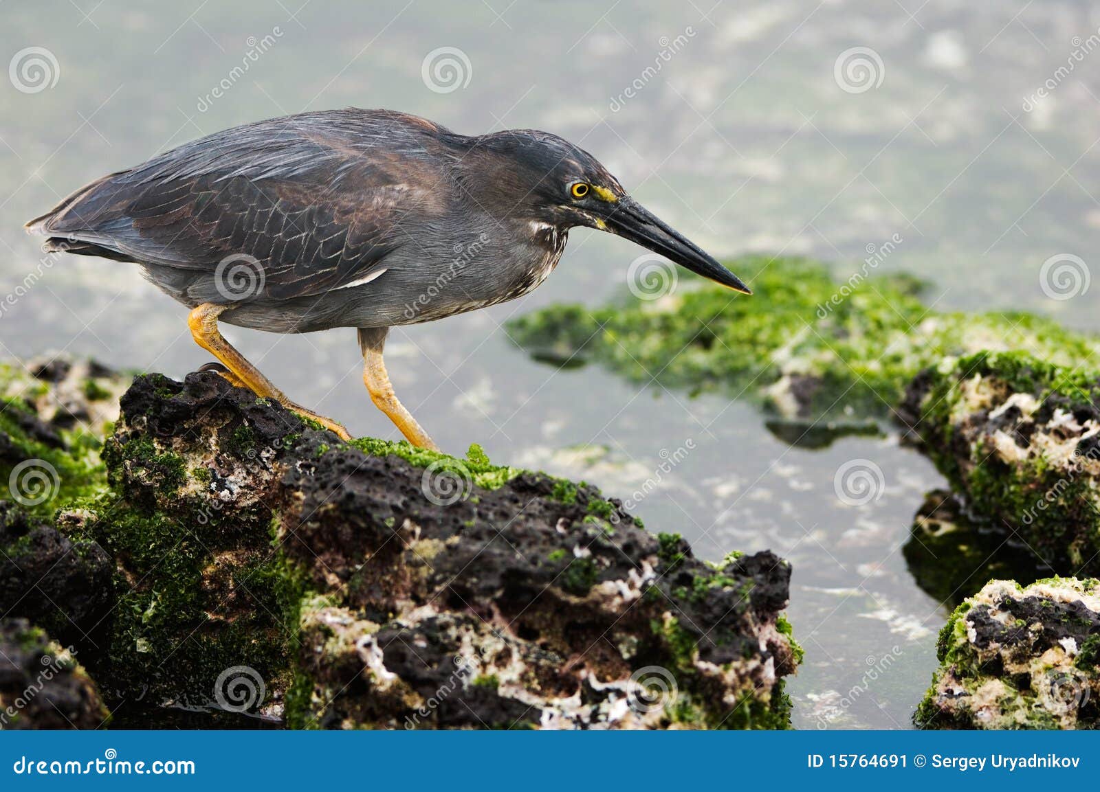 Lava heron. stock image. Image of bird, island, background - 15764691