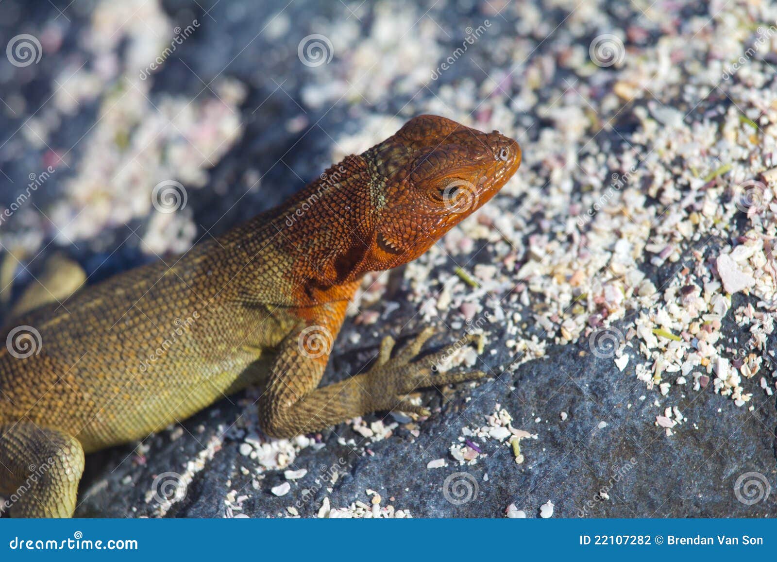 Lava Lizard stock photo. Image of suarez, islands, animal - 22107282