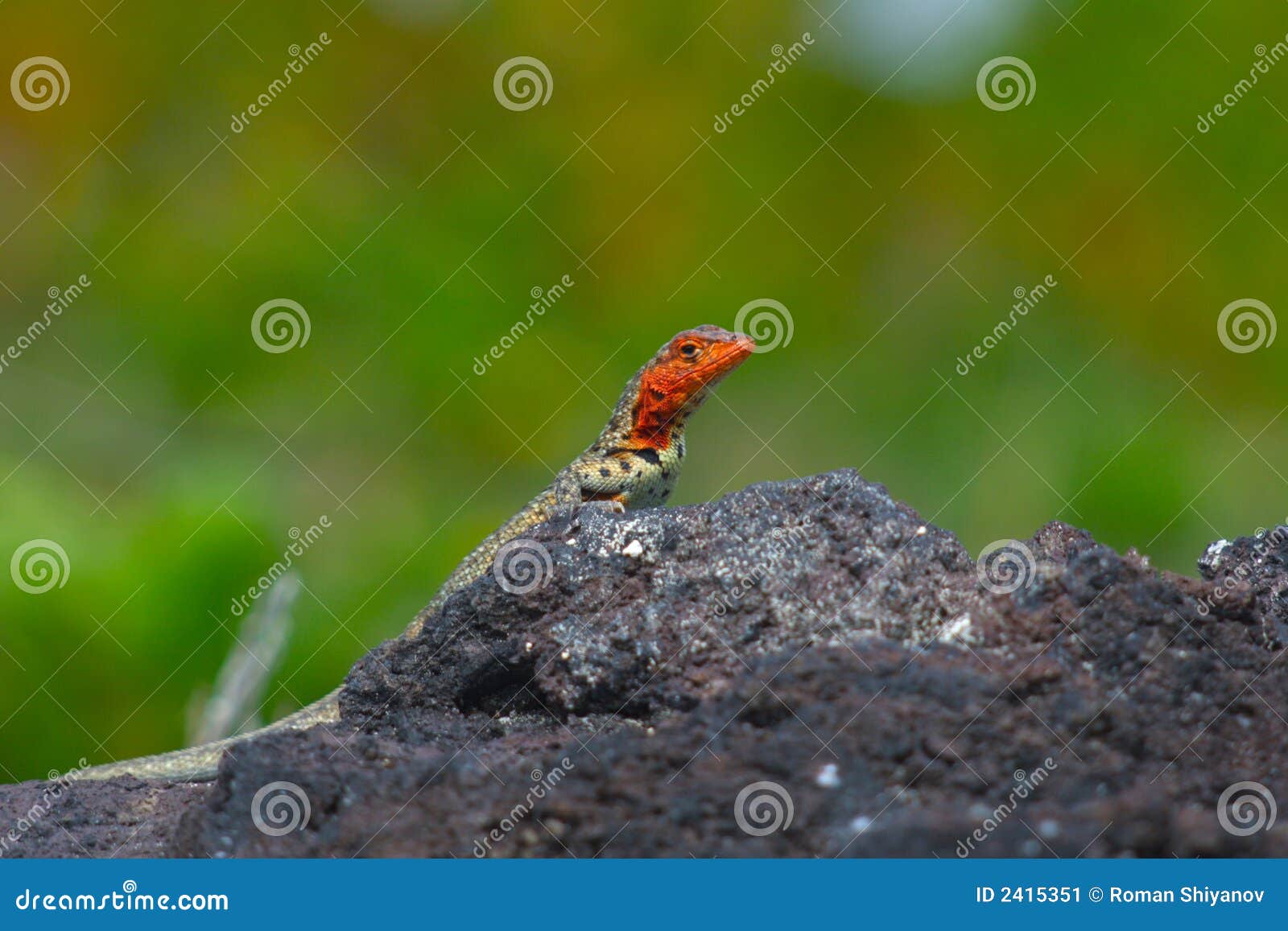 Lava lizard stock image. Image of galapagos, rest, white - 2415351