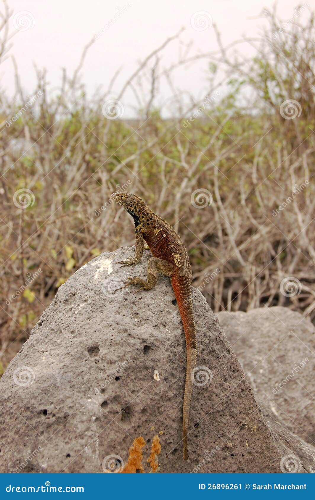 Lava lizard stock image. Image of equator, archipelago - 26896261