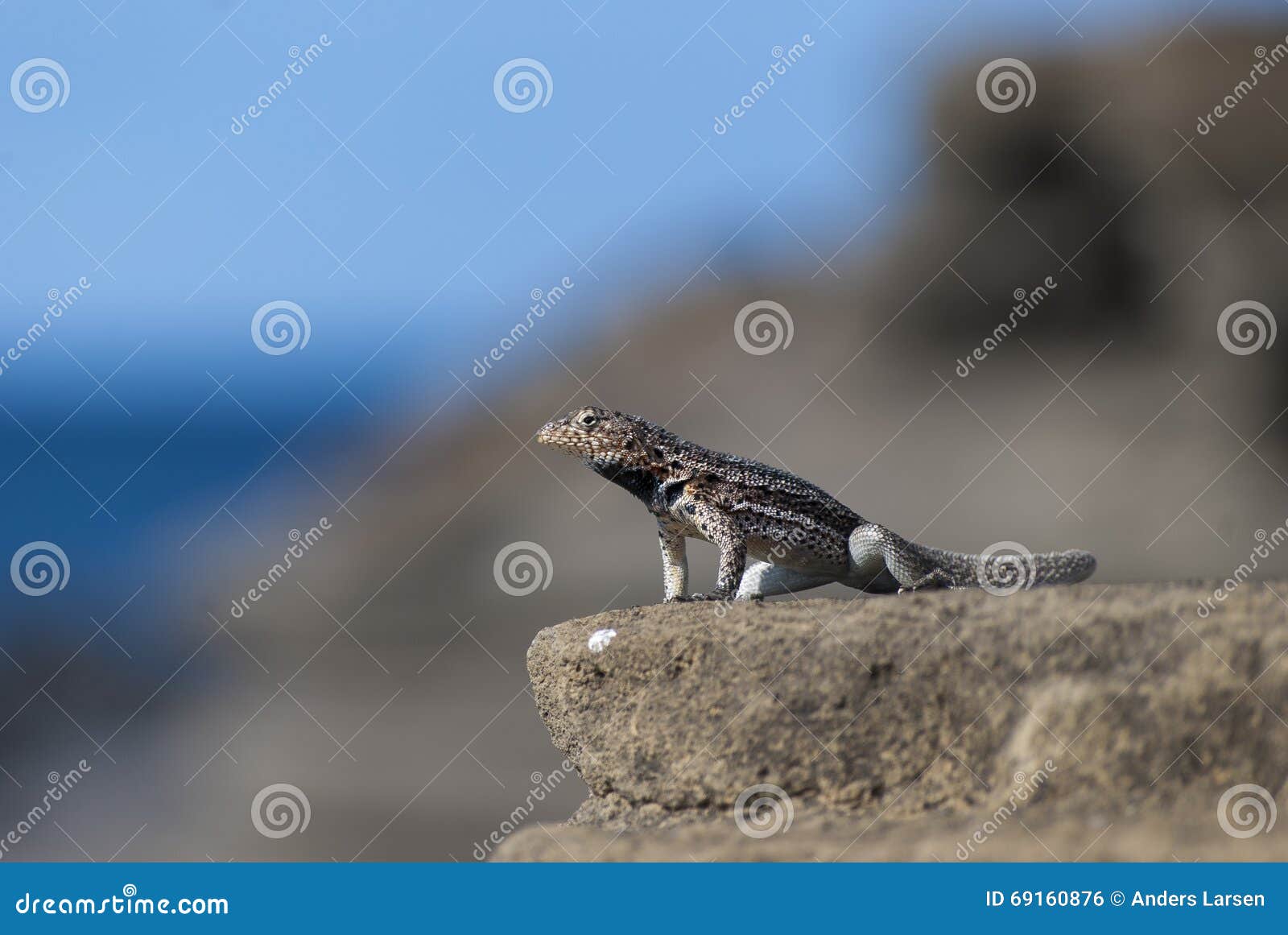 Lava Lizard foto de archivo. Imagen de fauna, roca, vida - 69160876