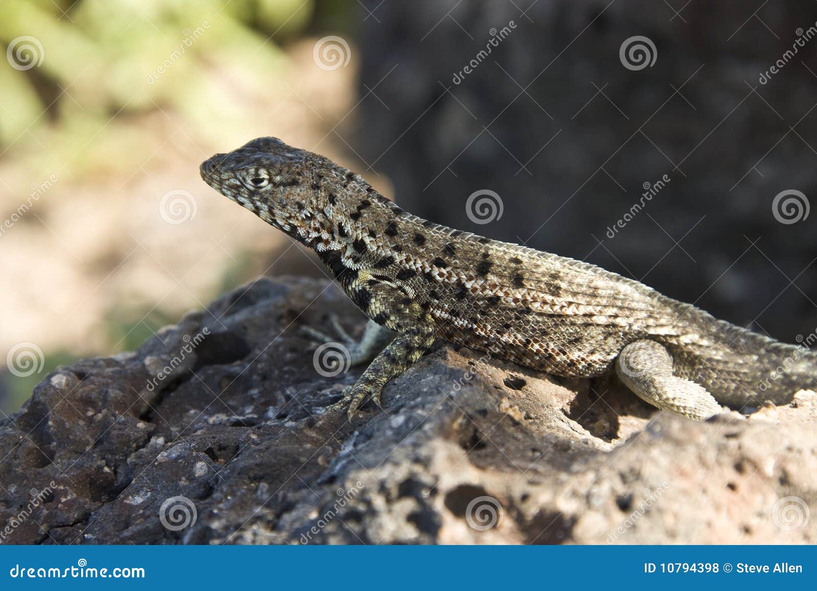 Lava Lizard - Galapagos Islands Stock Photo - Image of wildlife ...