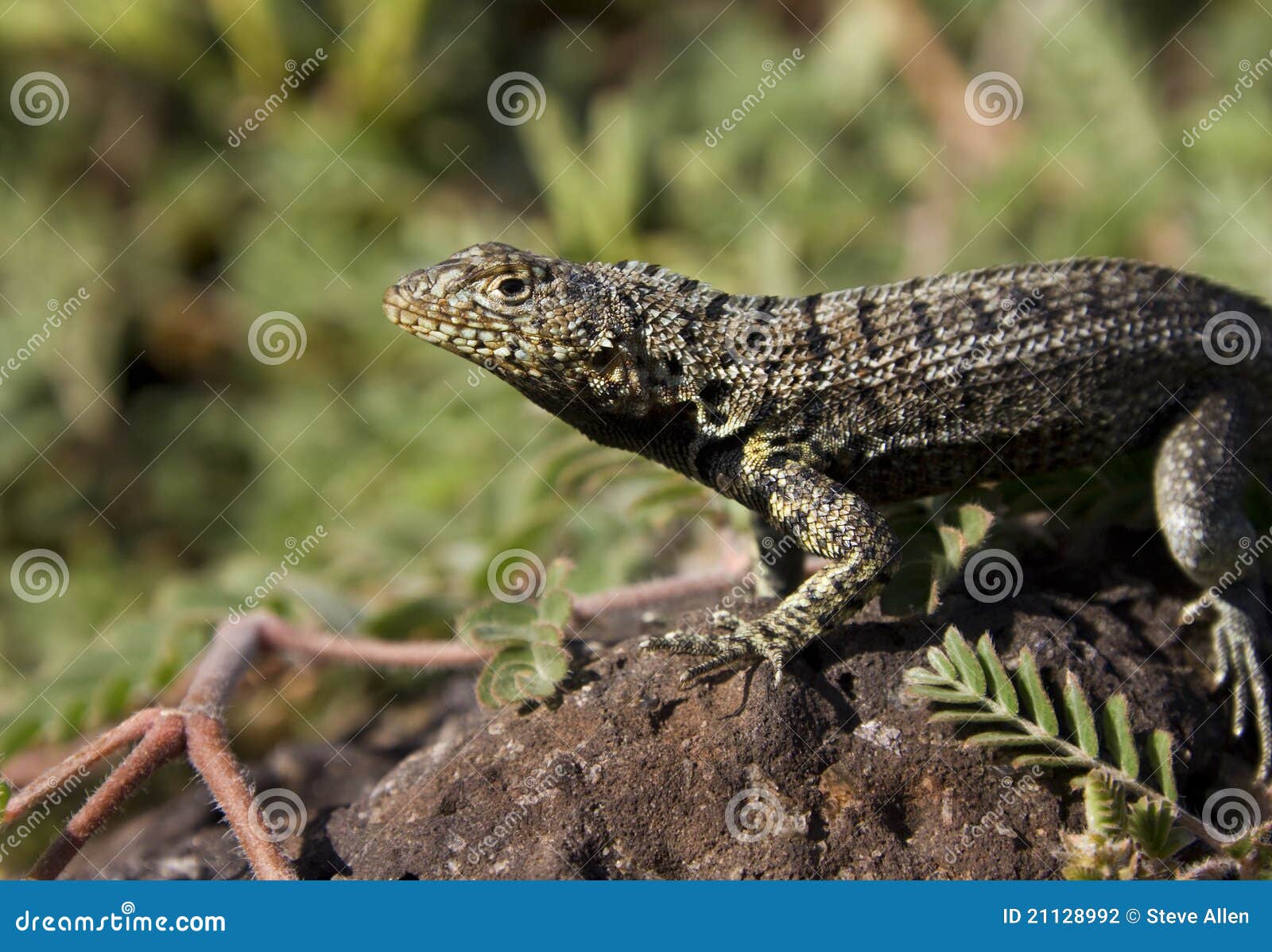 Lava Lizard - Galapagos Islands Stock Photo - Image of microlophus ...