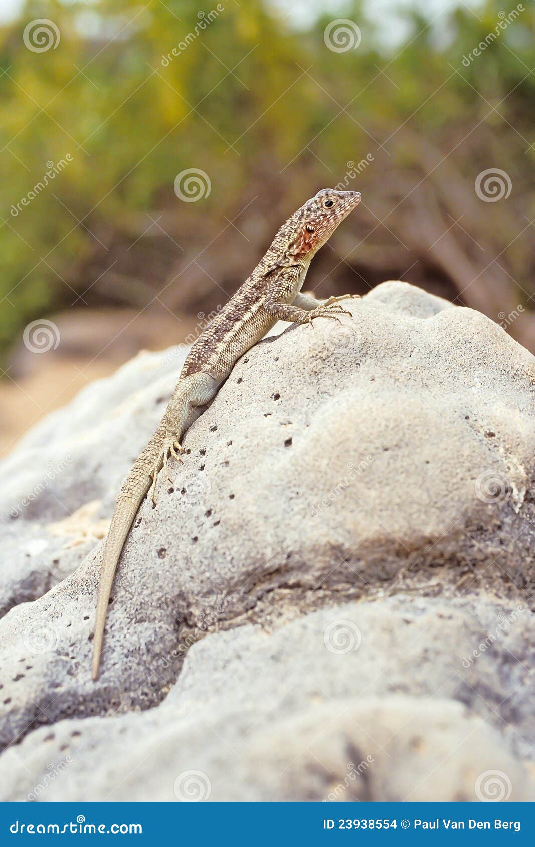 Lava Lizard, Galapagos Islands, Ecuador Stock Photo - Image of endemic ...