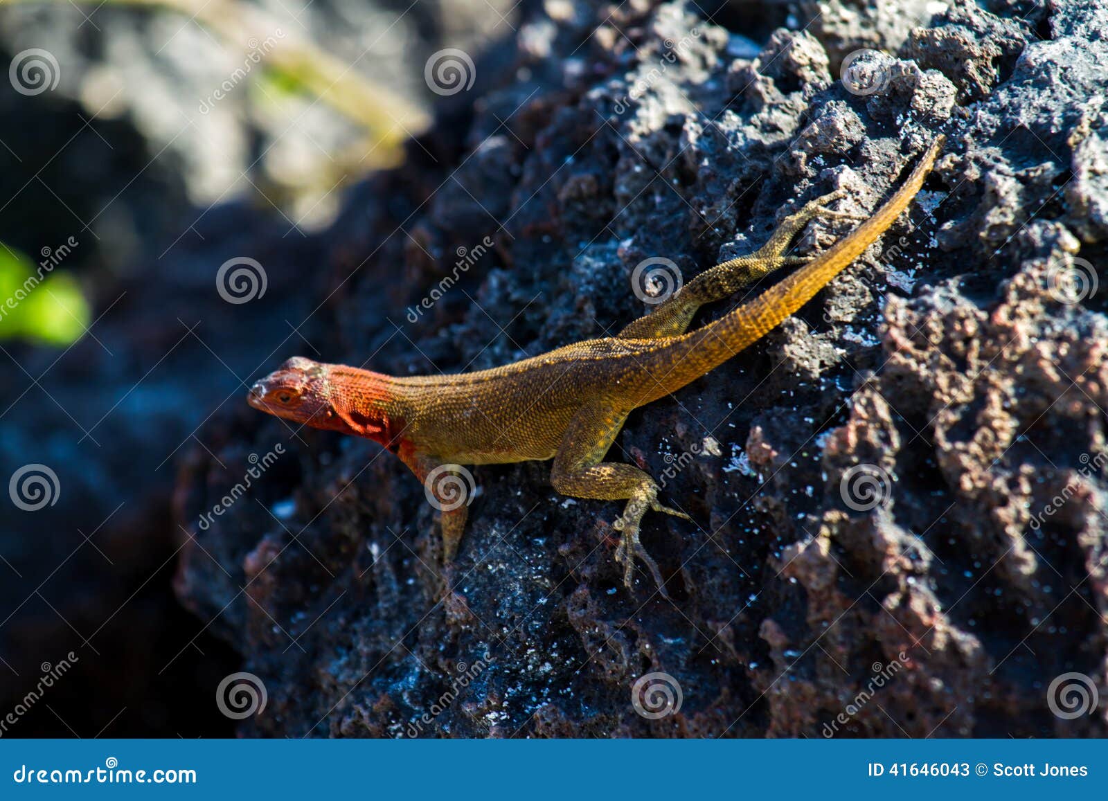 Lava Lizard stock image. Image of galapagos, nature, lava - 41646043