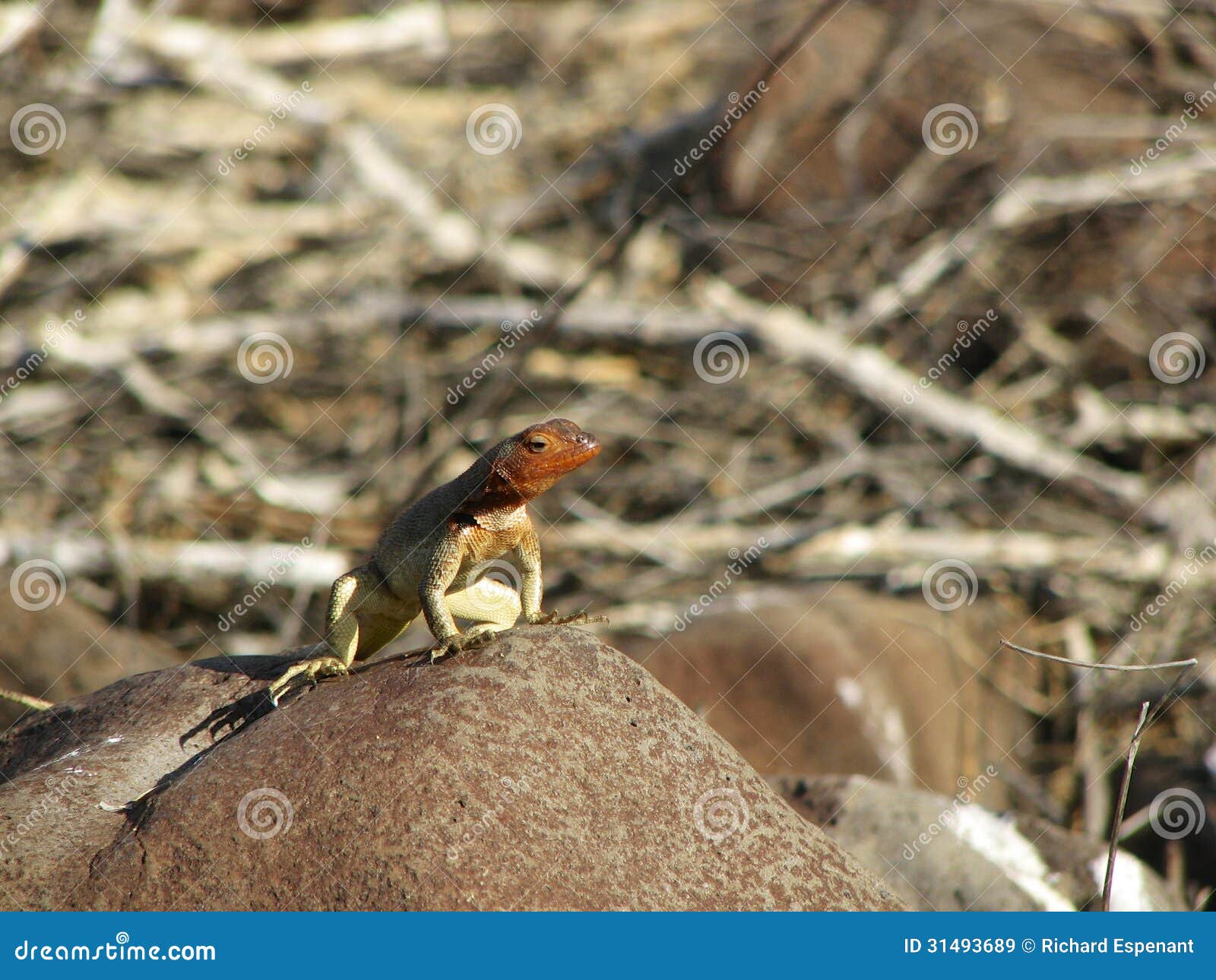 Lava Lizard Perched on a Brown Rock Stock Image - Image of lizard ...