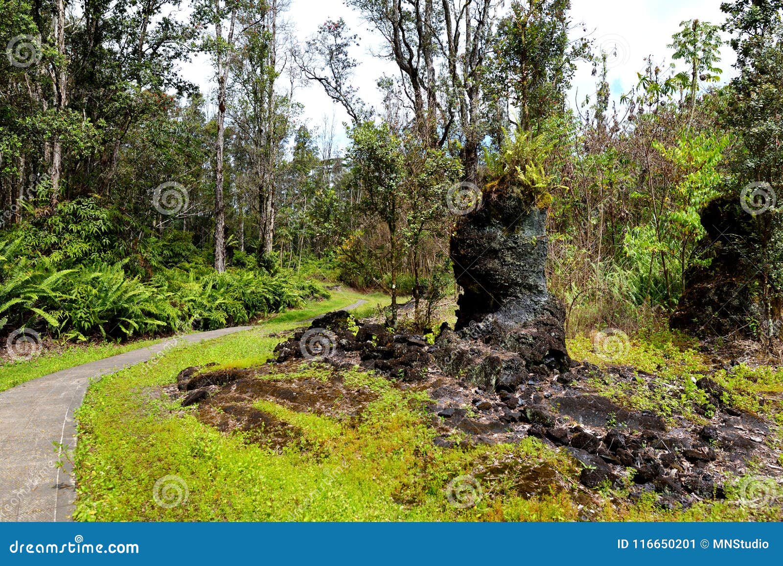 Lava Molds of the Tree Trunks that Were Formed when a Lava Flow Swept ...