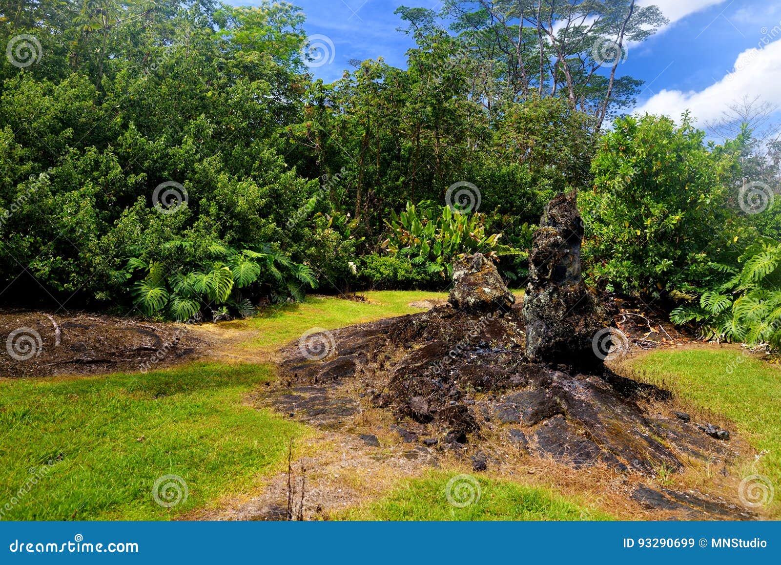 Lava Molds of the Tree Trunks that Were Formed when a Lava Flow Swept ...