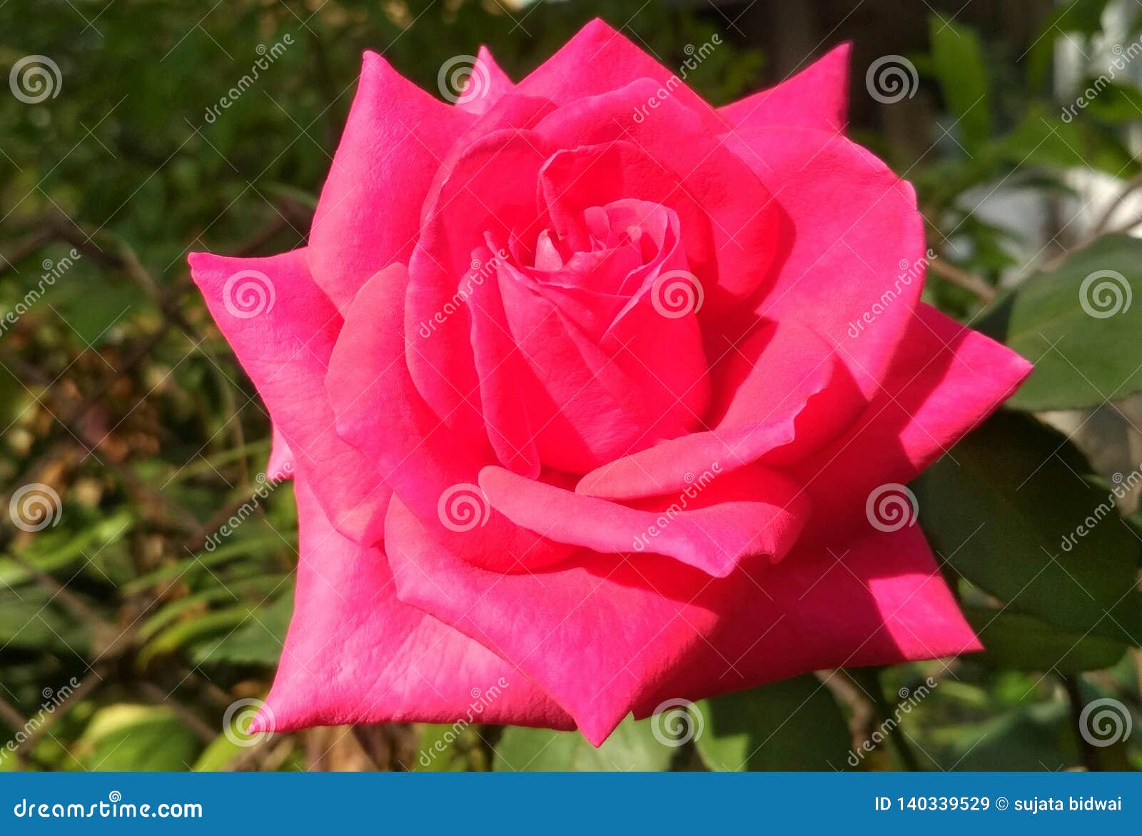 Lava of red rose stock image. Image of rose, lava, colour - 140339529