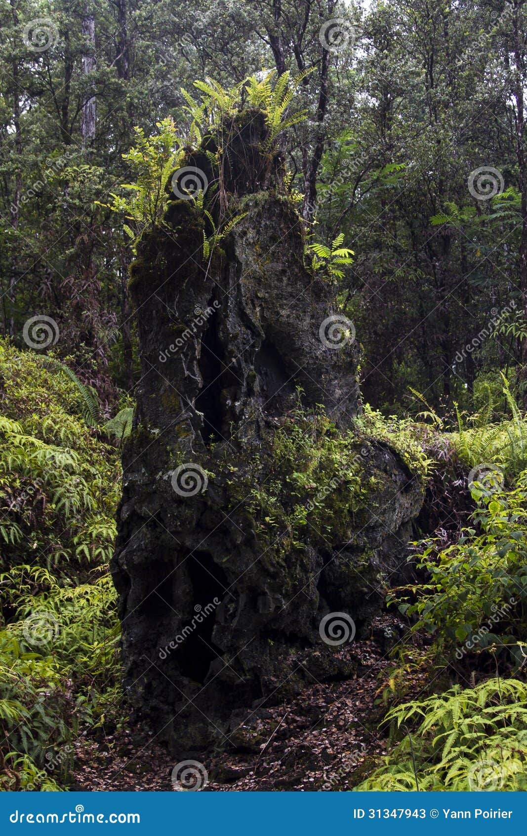 Lava Tree image stock. Image du nationale, tourisme, horizontal - 31347943