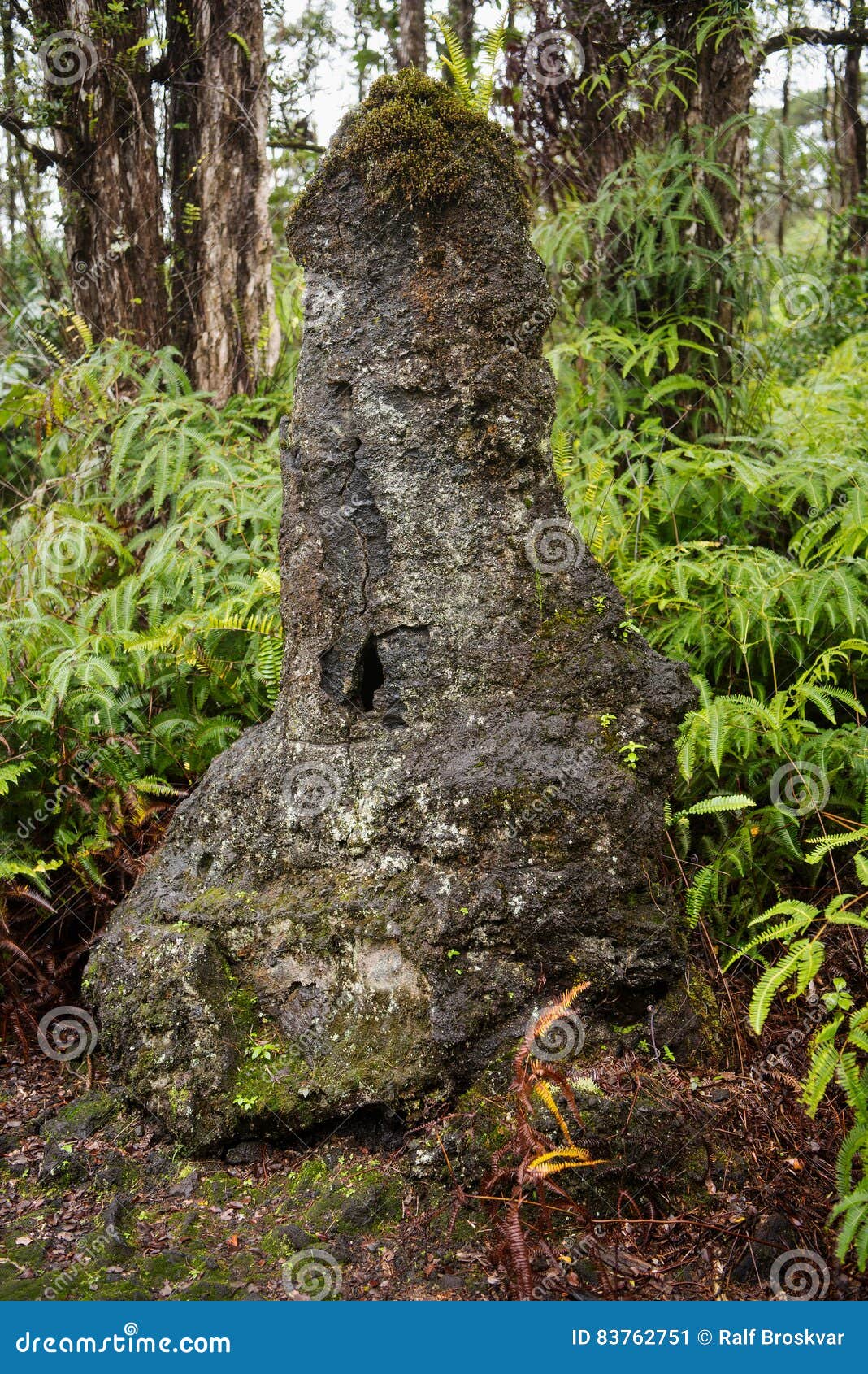Lava Tree stock image. Image of volcanic, nature, stump - 83762751