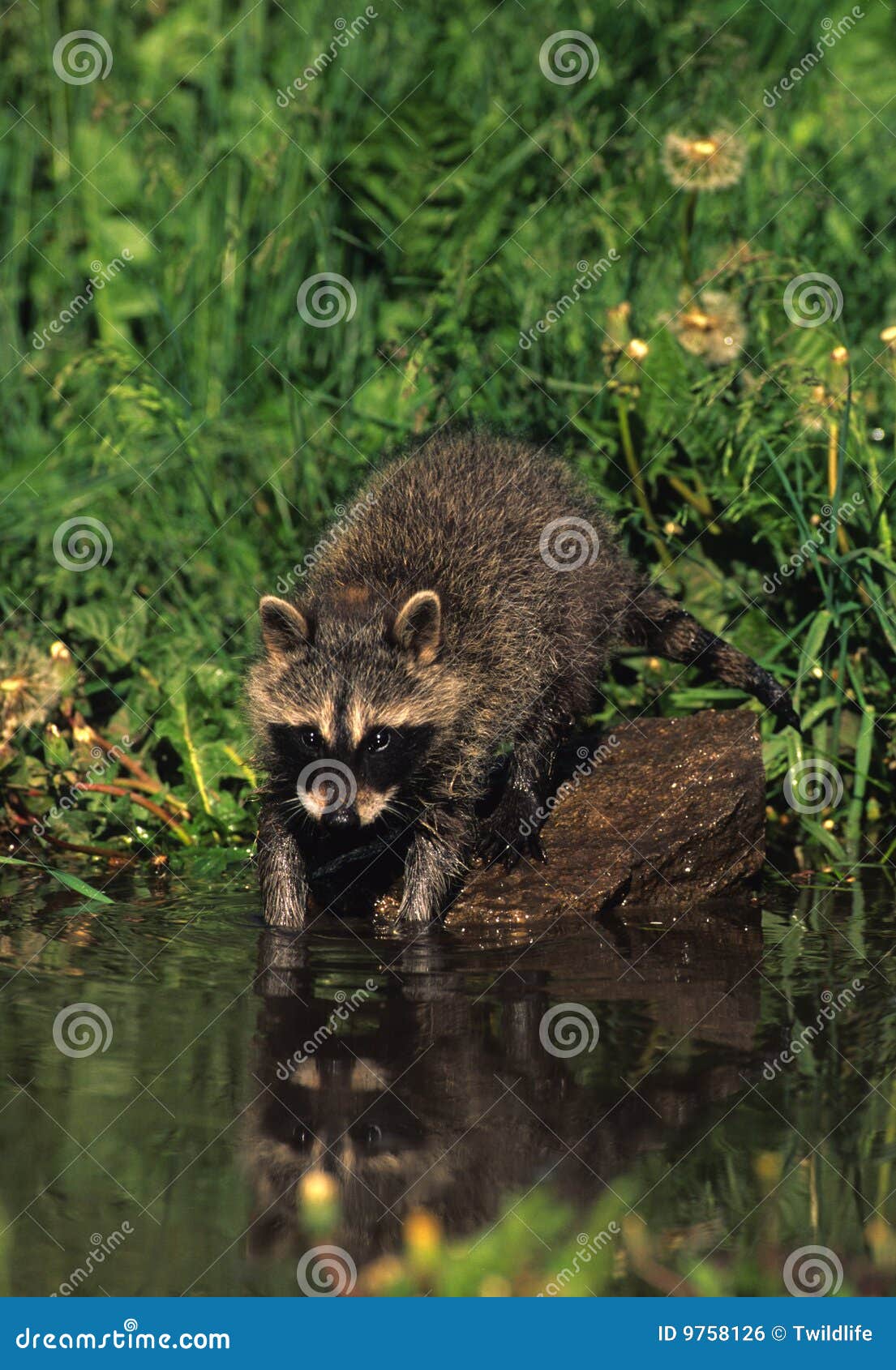 Lavado del mapache foto de archivo. Imagen de mapache - 9758126