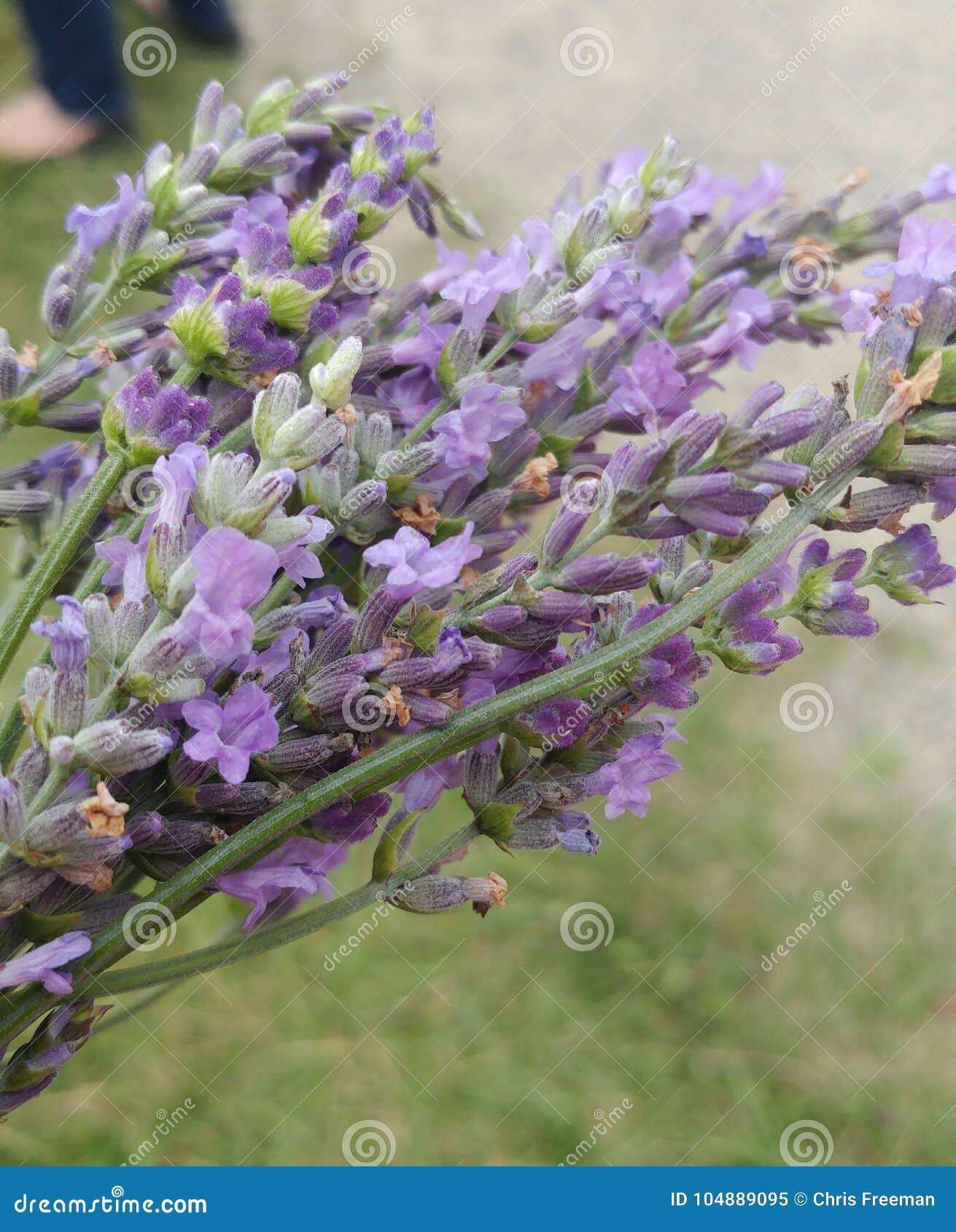 Lavanda immagine stock. Immagine di lavanda, poderi - 104889095