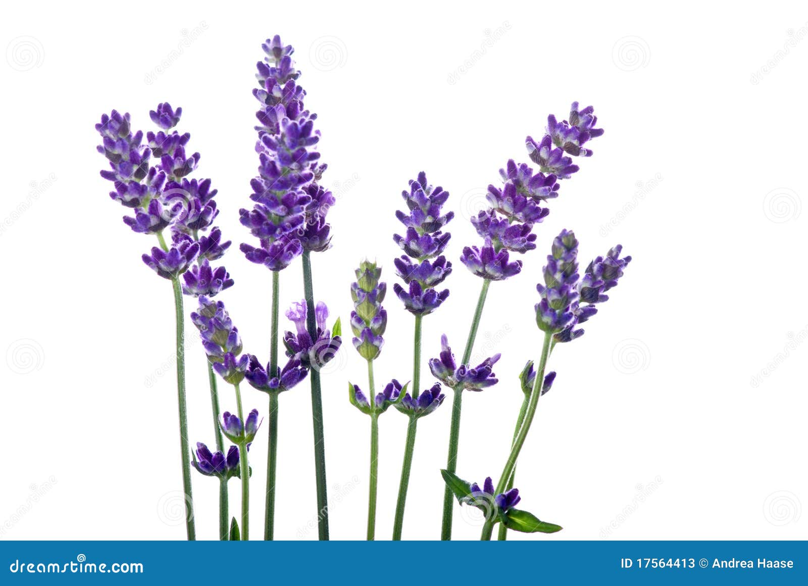 Lavanda imagen de archivo. Imagen de floral, aislado - 17564413