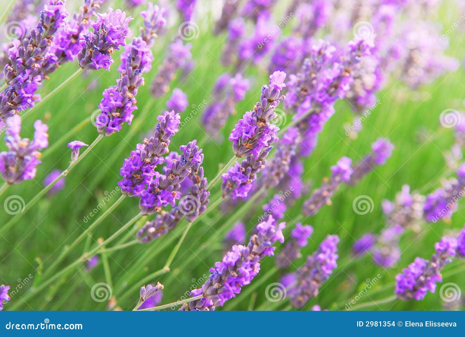 Lavanda foto de archivo. Imagen de fondo, arbusto, fragancia - 2981354