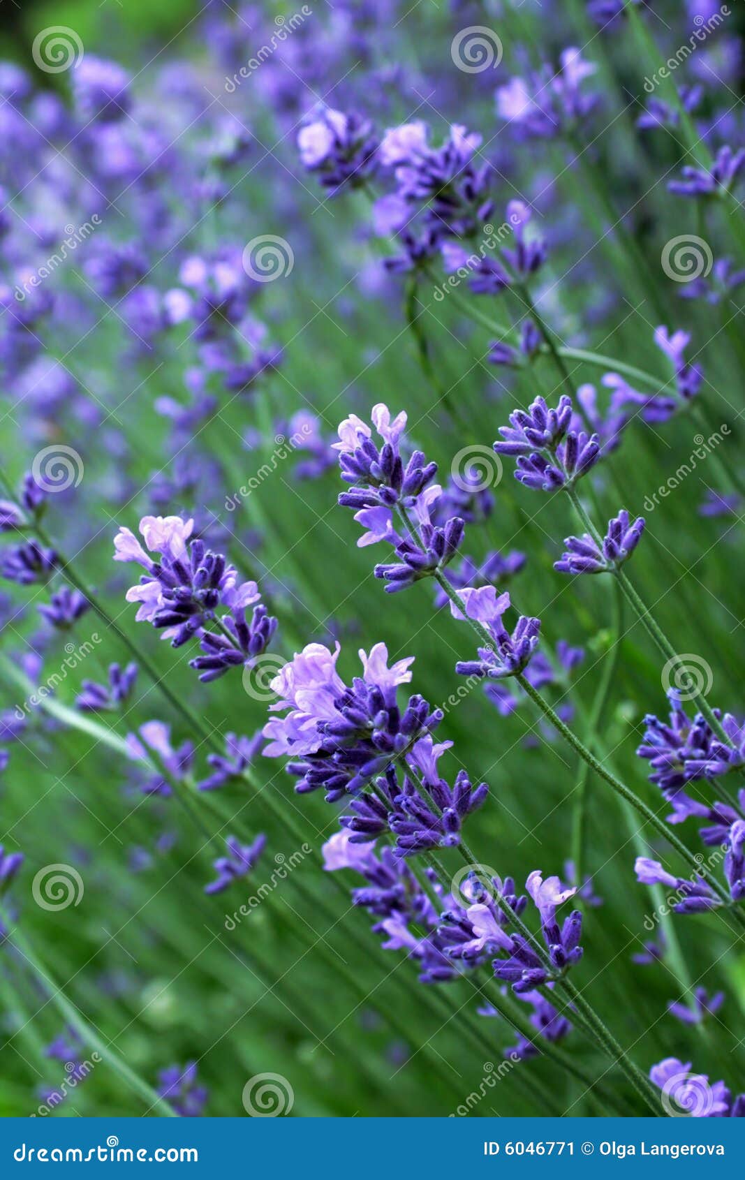 Lavanda imagen de archivo. Imagen de crecimiento, aroma - 6046771