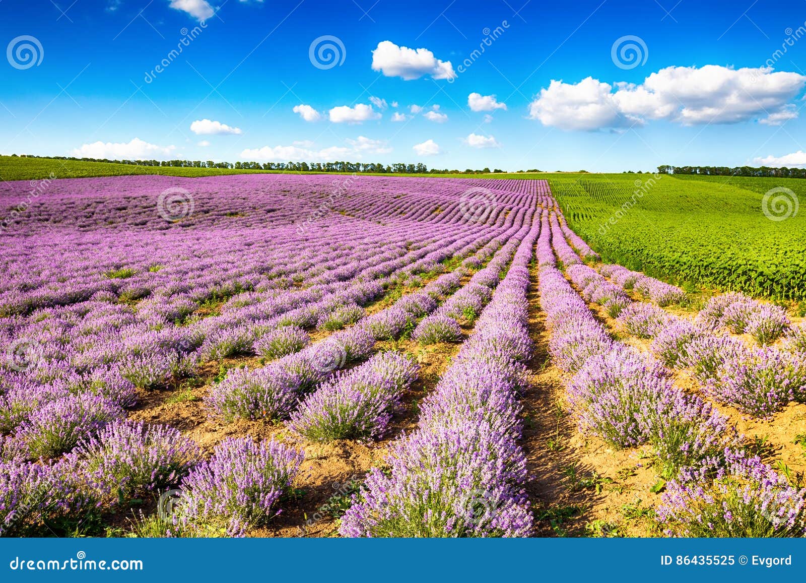 Lavanda immagine stock. Immagine di estate, file, terreno - 86435525