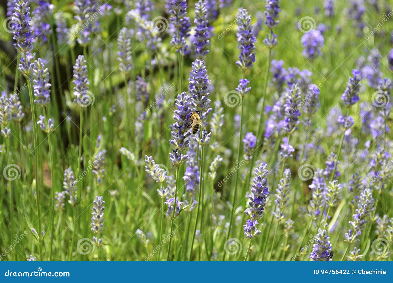 Lavanda [angustifolia Del Lavandula] Fotografia Stock - Immagine di ...