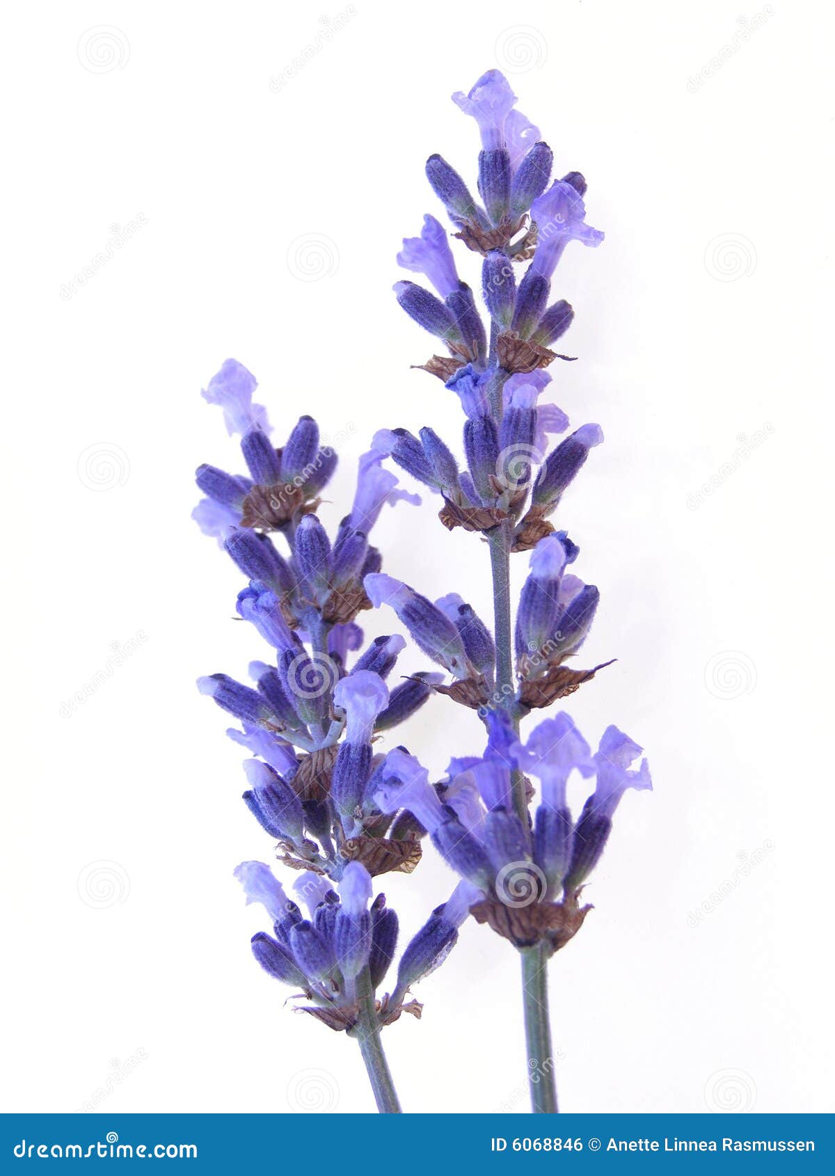 Lavanda azul foto de archivo. Imagen de campo, exterior - 6068846