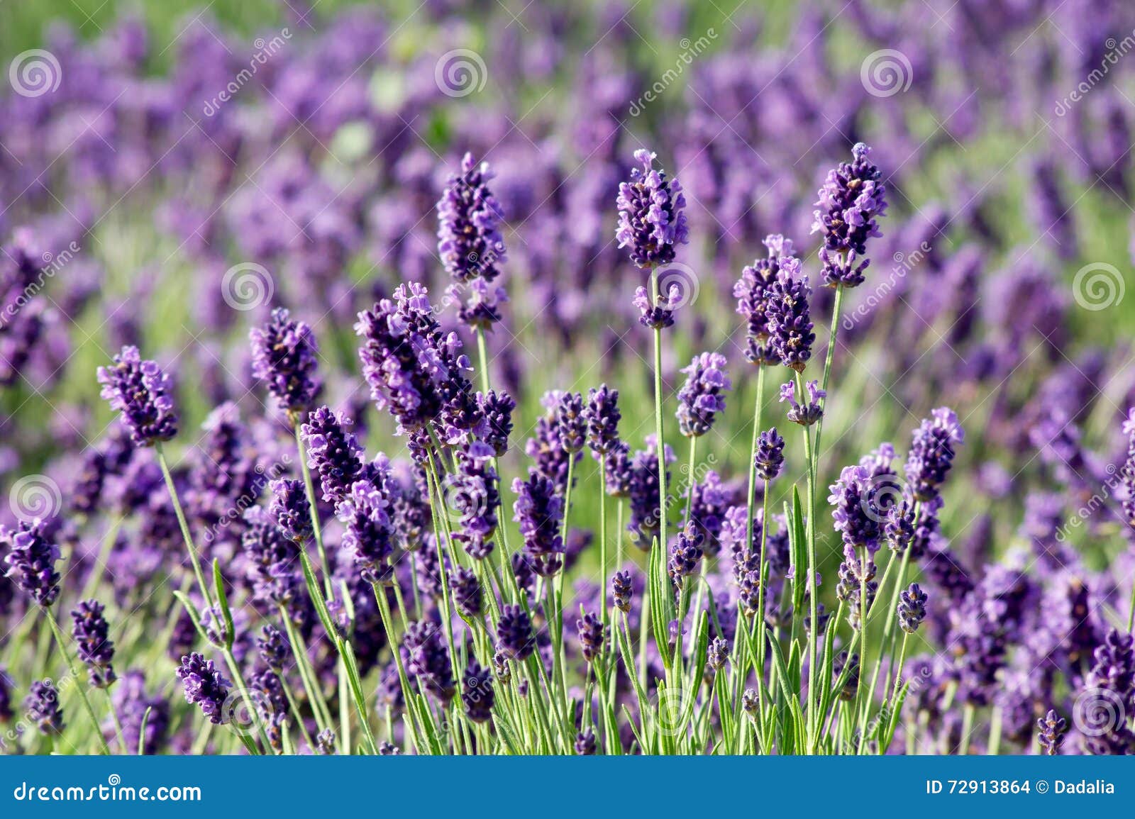 Lavanda Común (angustifolia Del Lavandula) Foto de archivo - Imagen de ...