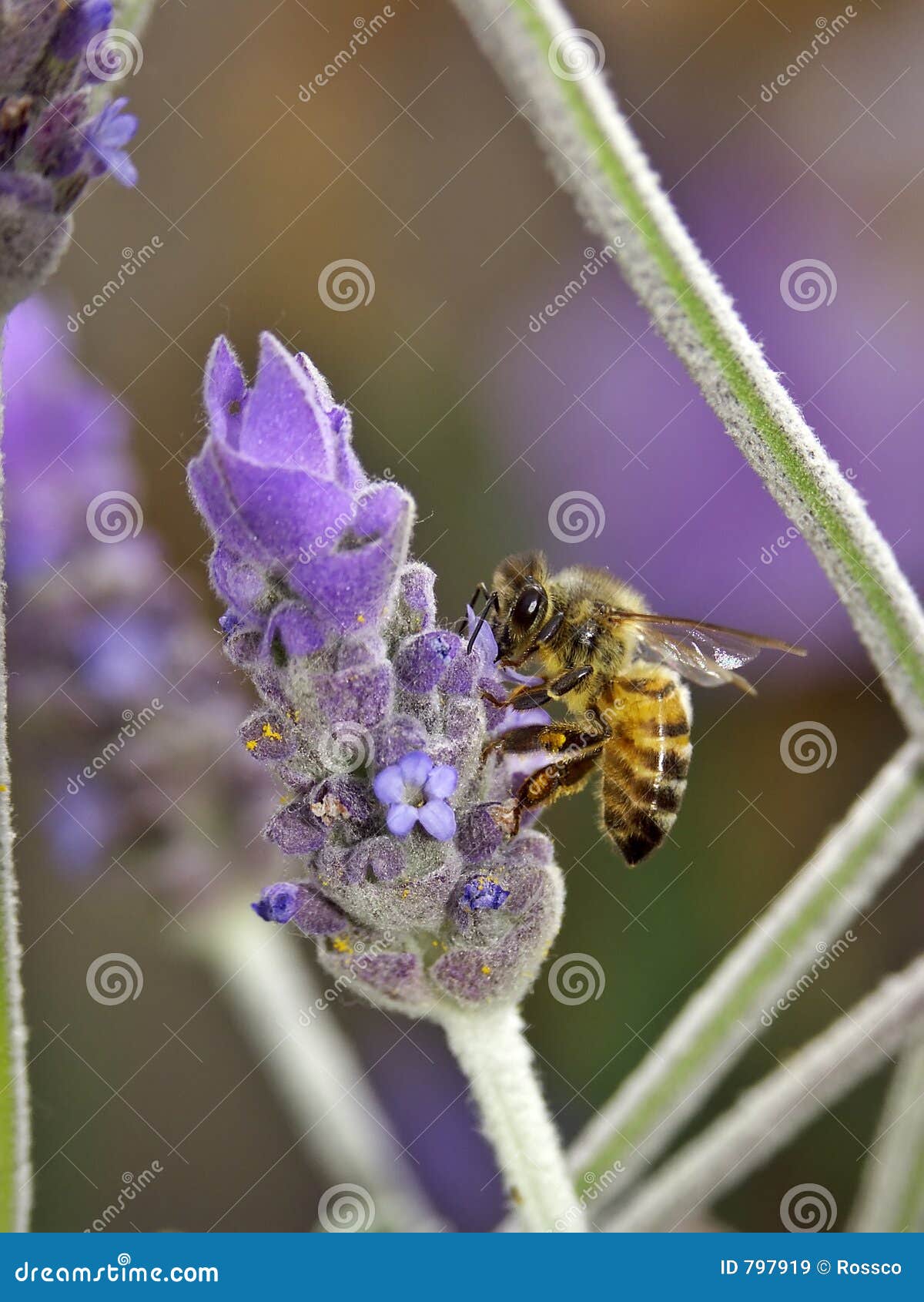 Lavanda de la abeja imagen de archivo. Imagen de australia - 797919