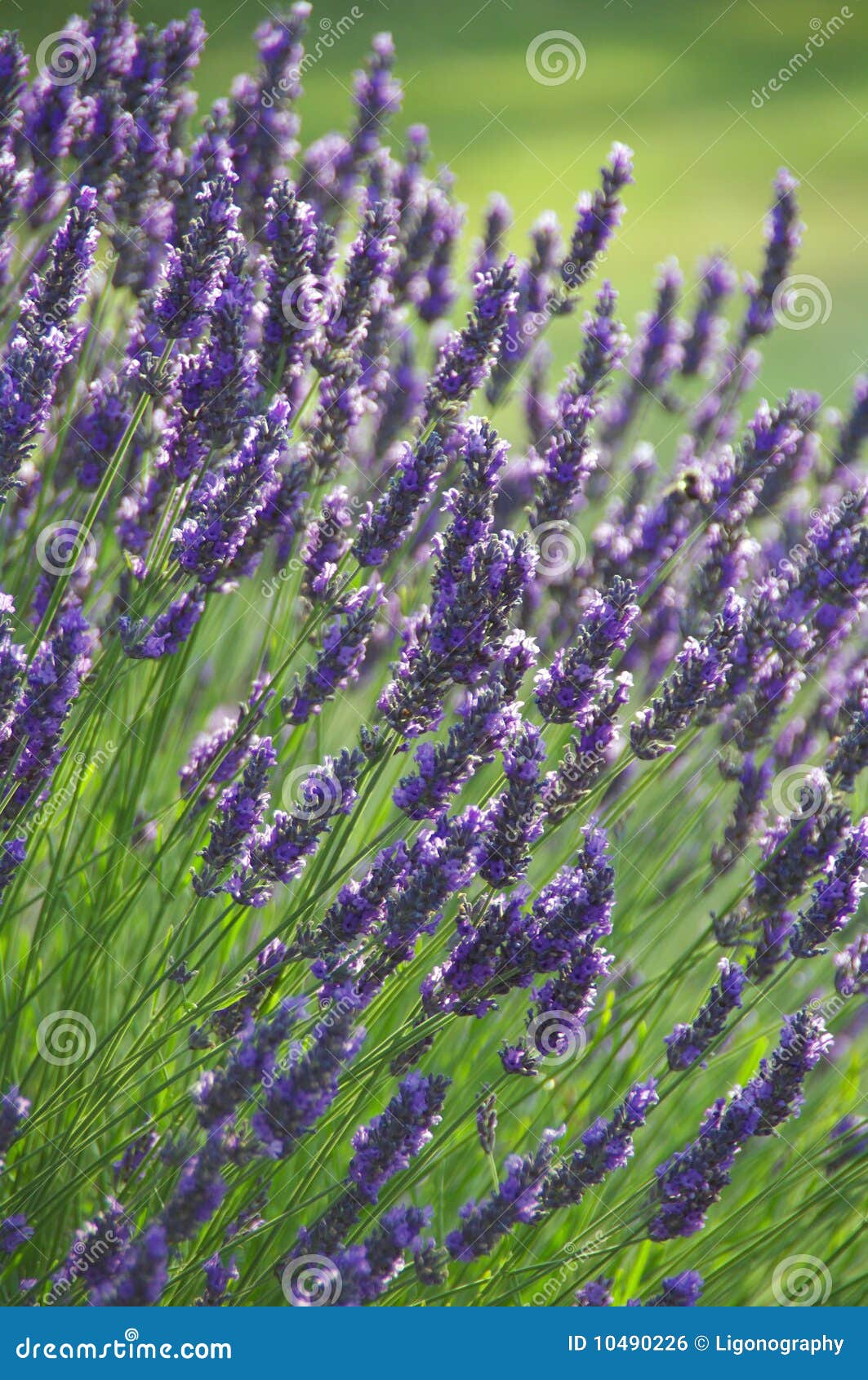 Lavanda Del Fiore Del Cespuglio Fotografia Stock - Immagine di fuoco ...