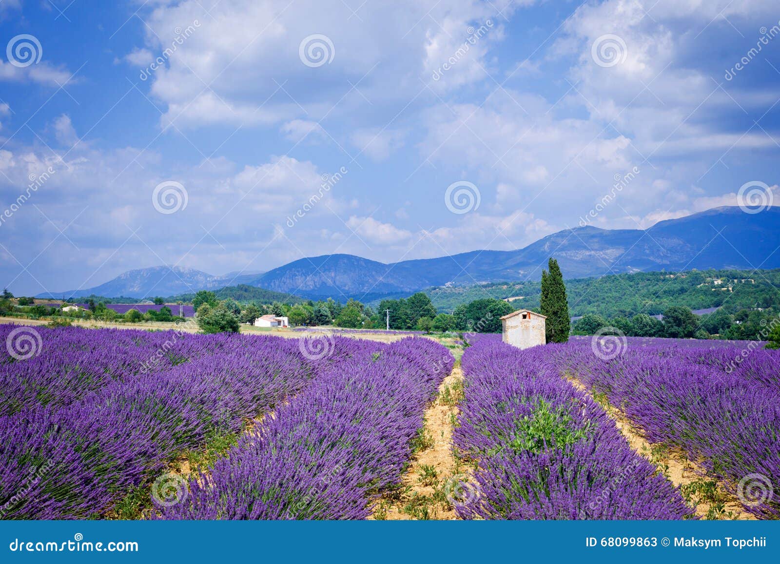Lavanda fields. Provence stock image. Image of lavander - 68099863