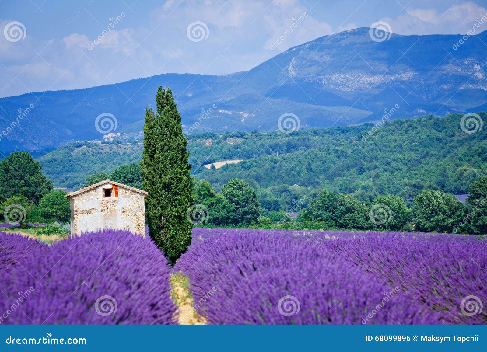 Lavanda fields. Provence stock photo. Image of flower - 68099896