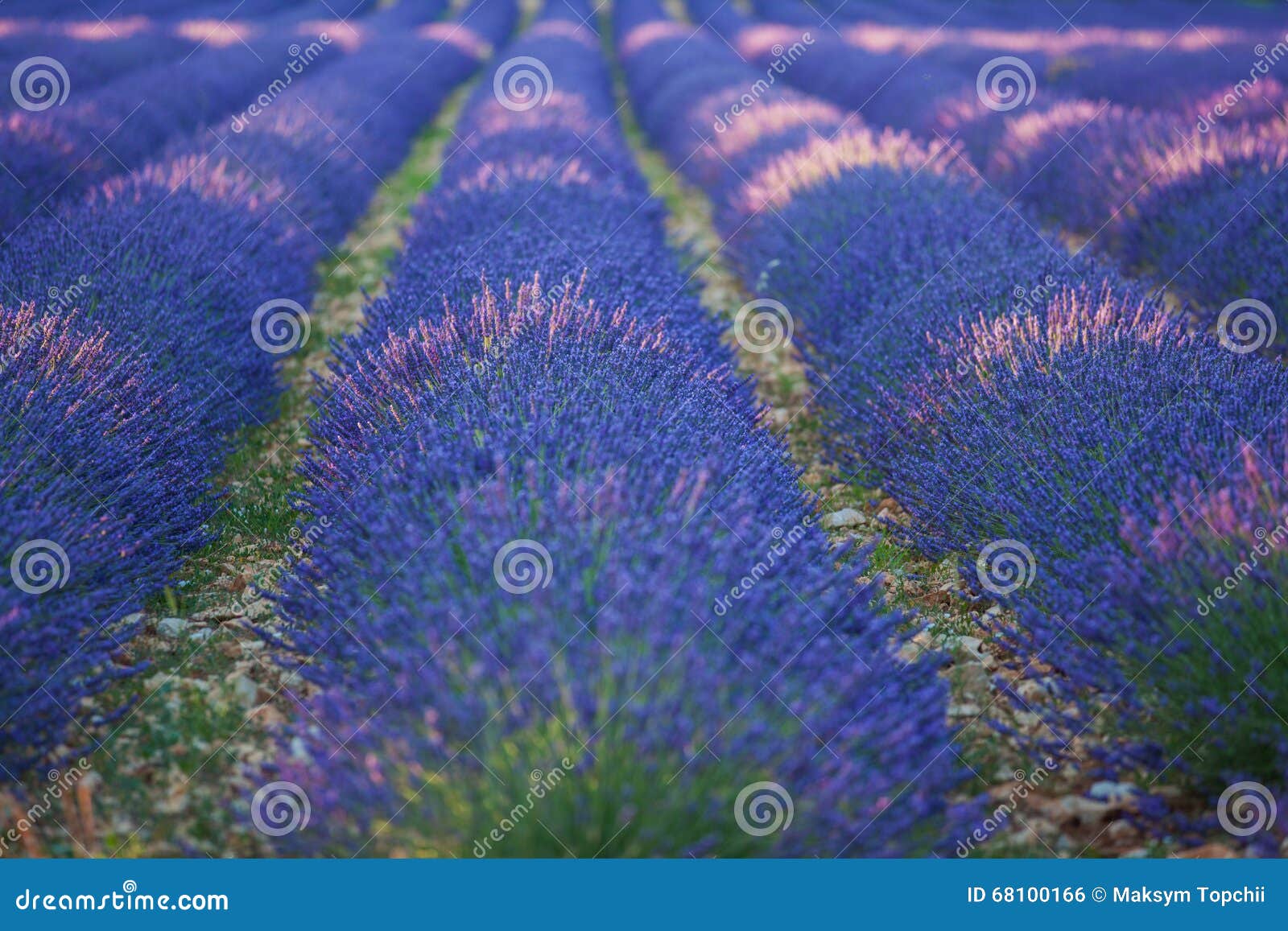 Lavanda fields. Provence stock photo. Image of agriculture - 68100166