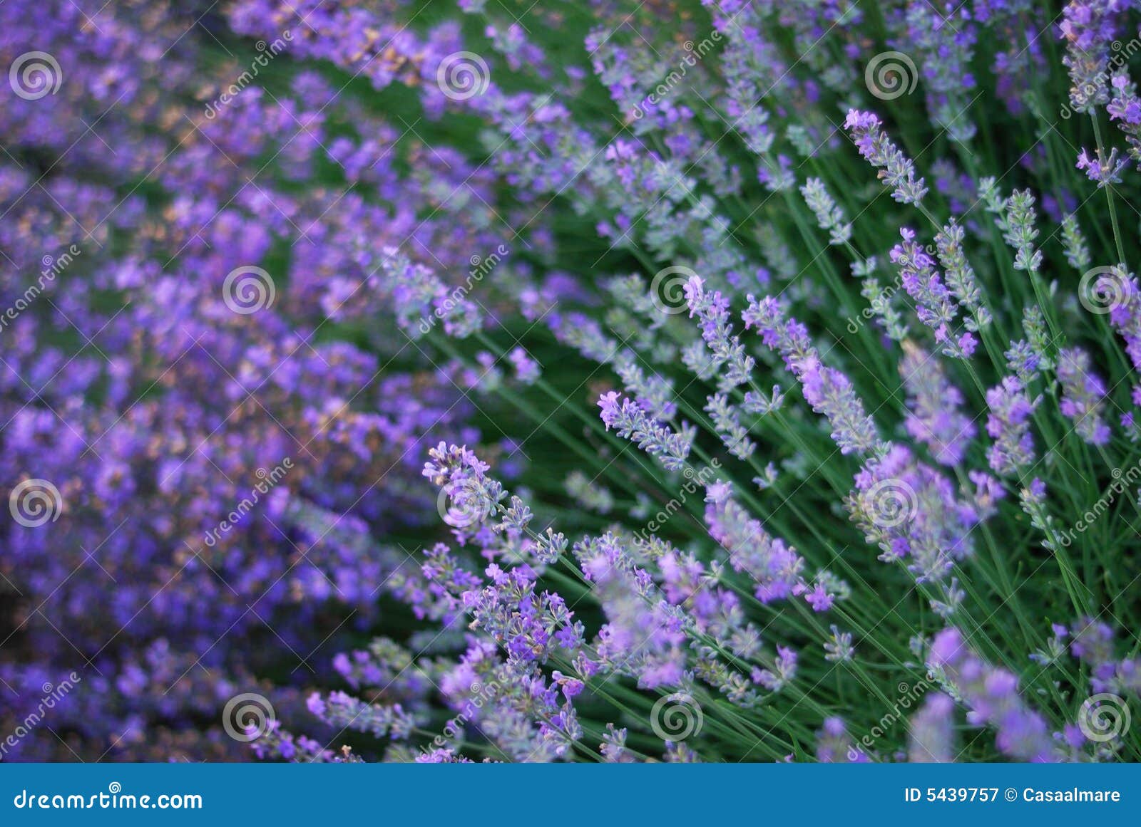 Lavanda - fiore immagine stock. Immagine di fragranza - 5439757