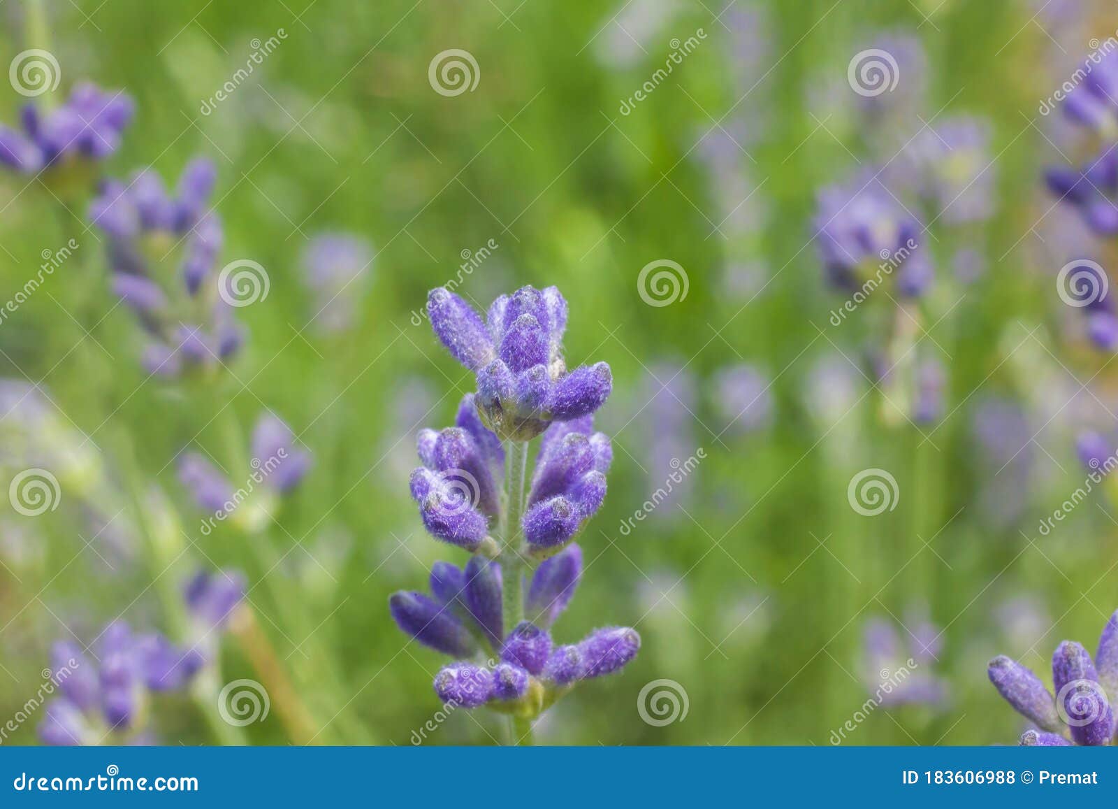 Macro Photo of Lavanda Flowers in Background Stock Photo - Image of ...