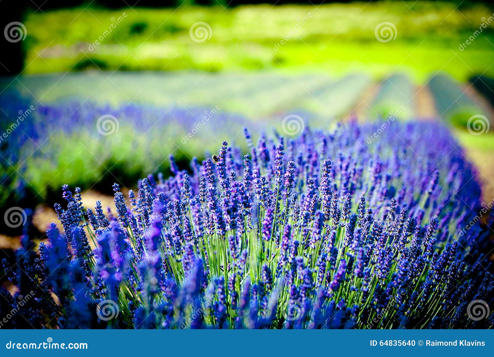 Lavanda flowers blossom stock photo. Image of summer - 64835640
