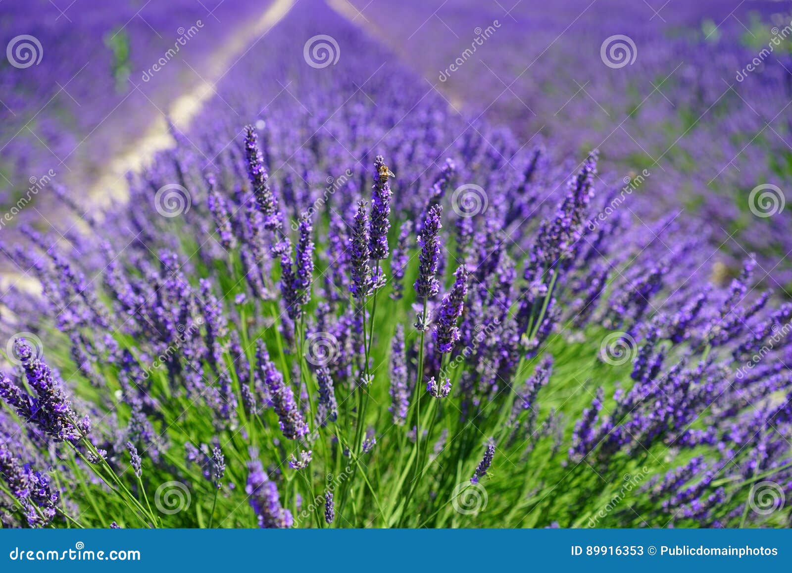 Lavanda Inglese, Lavanda, Pianta, Fiore Immagine. Immagine: 89916353