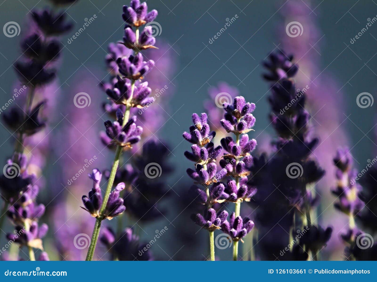 Lavanda Inglese, Lavanda, Porpora, Pianta Immagine. Immagine: 126103661