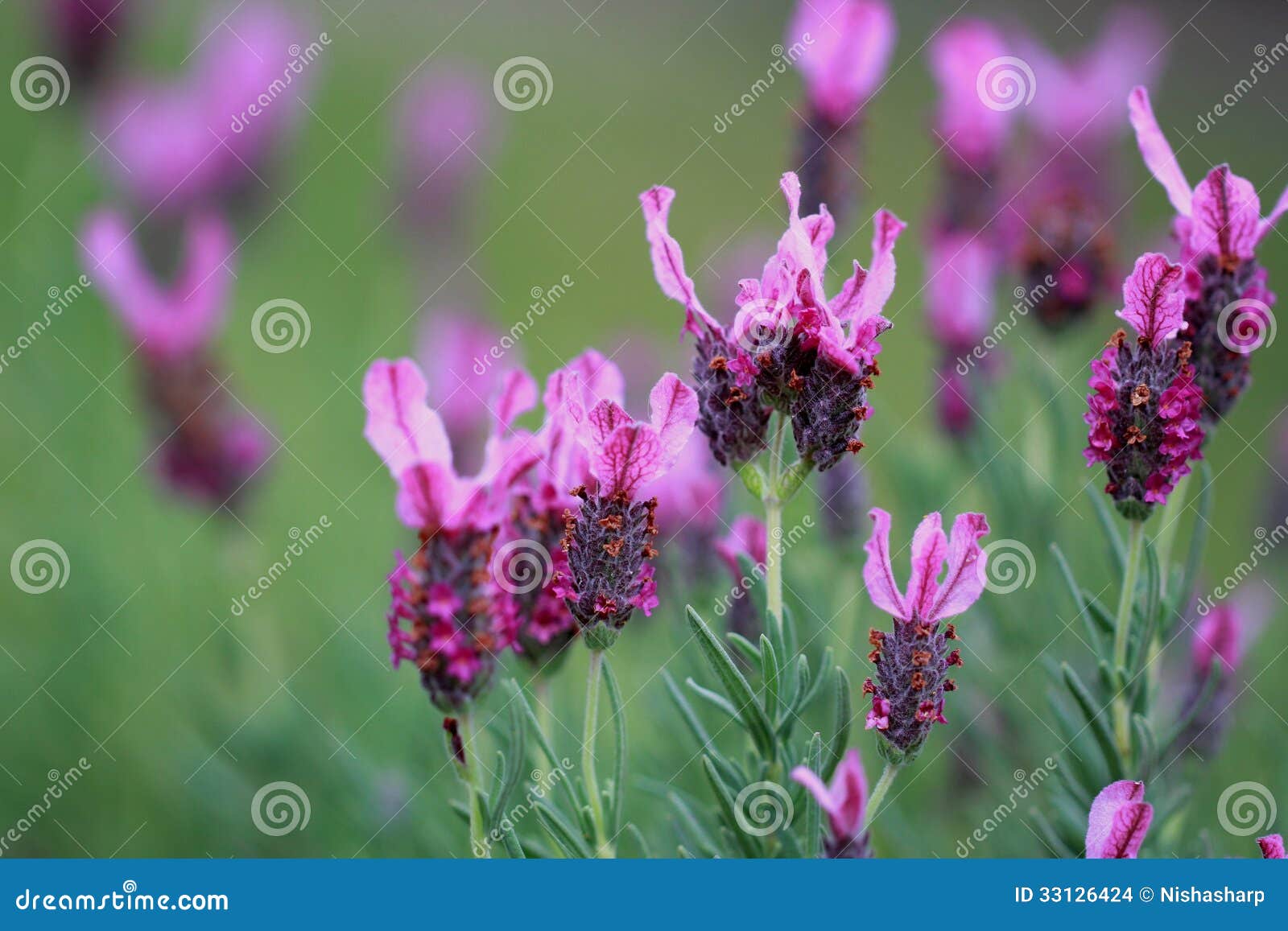 Lavanda rosa fotografia stock. Immagine di chiusura, isolato - 33126424