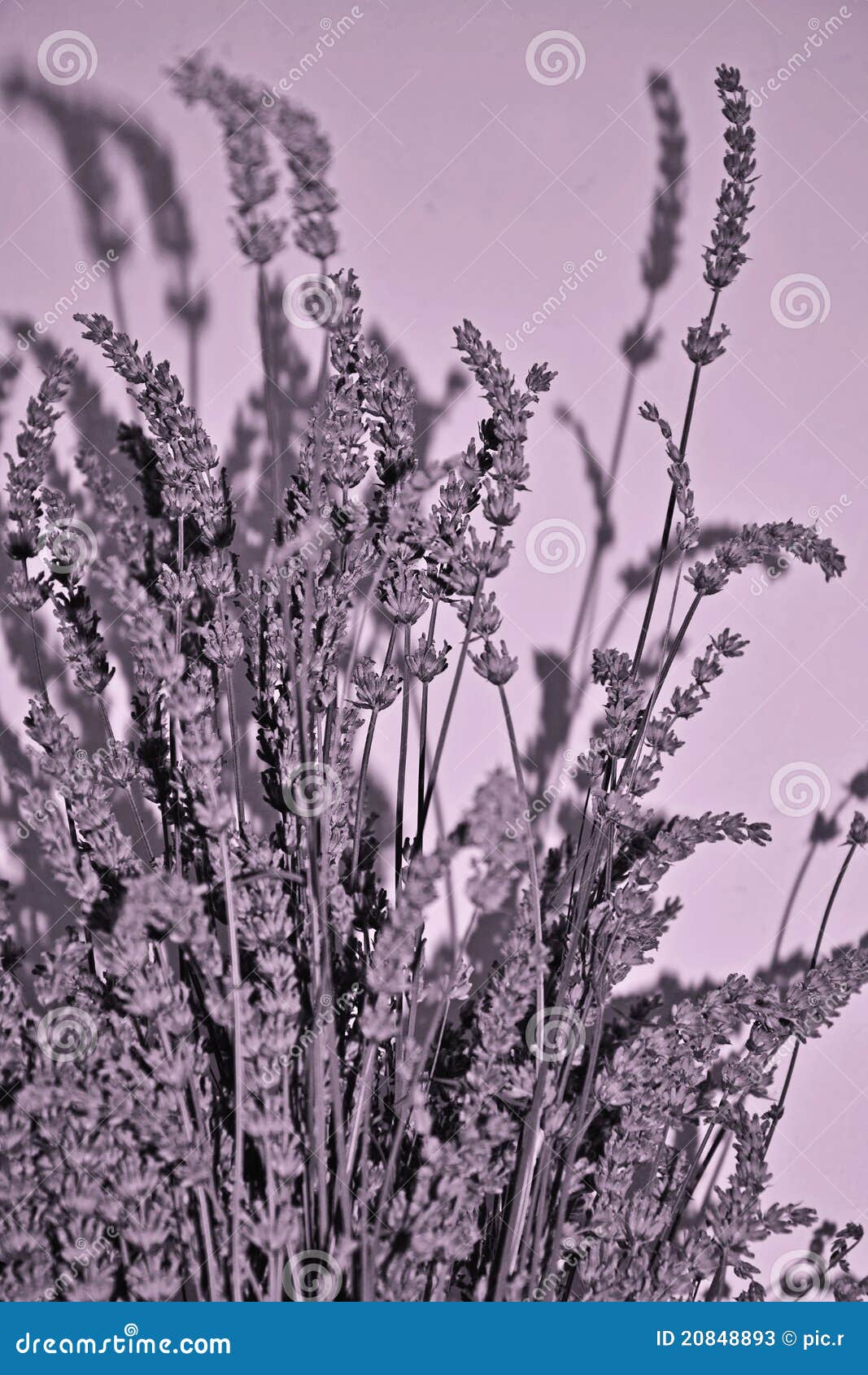 Lavanda seca imagen de archivo. Imagen de hierba, flora - 20848893