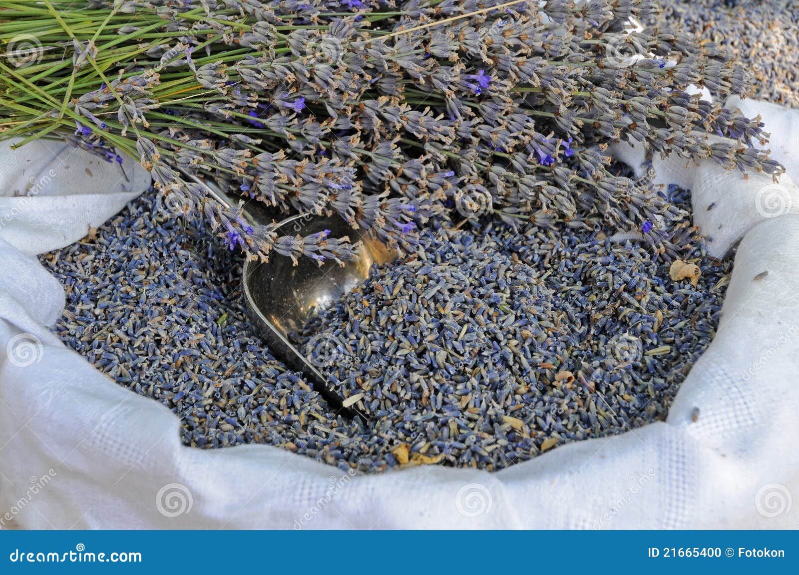 Lavanda seca foto de archivo. Imagen de flores, francés - 21665400