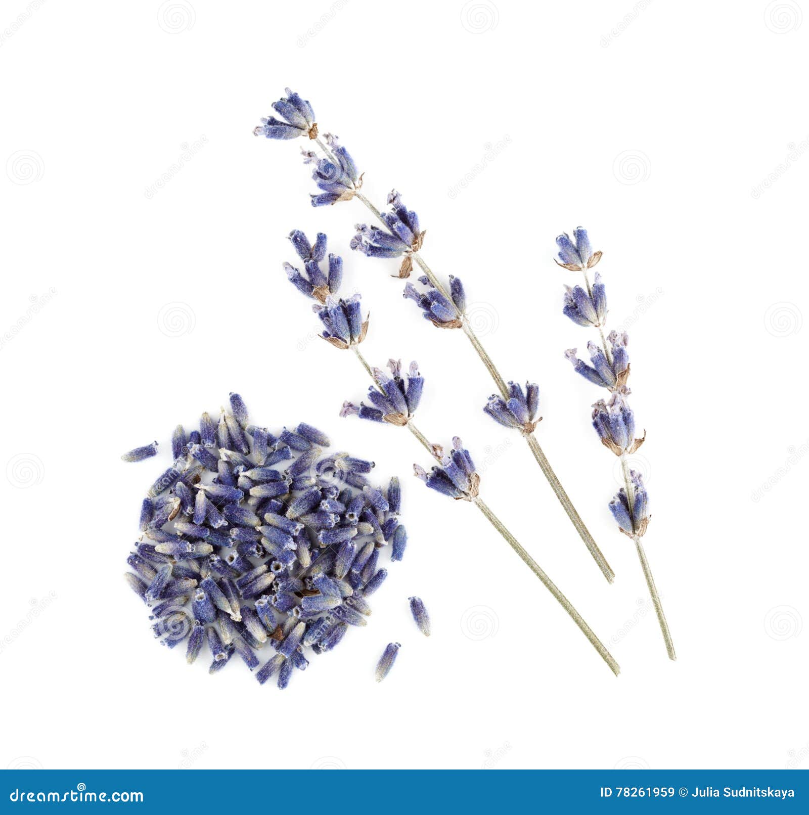 Lavanda Seca Aislada En El Fondo Blanco Imagen de archivo - Imagen de ...