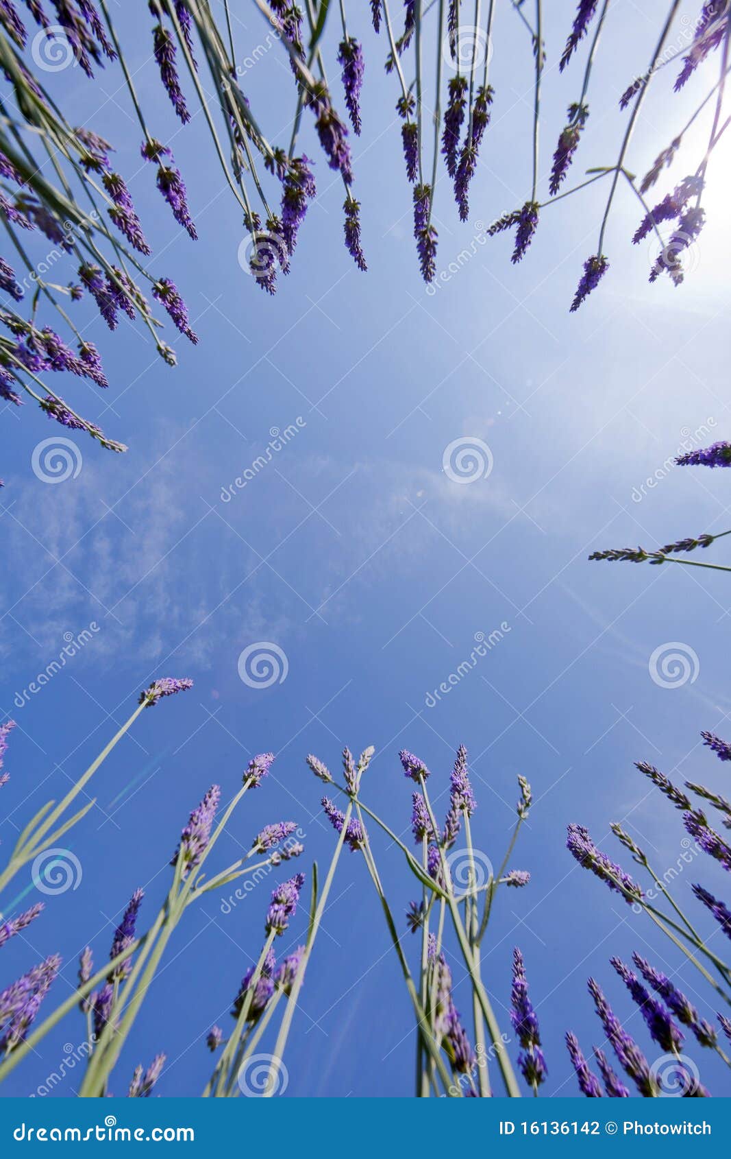 Lavanda y cielo azul foto de archivo. Imagen de cielo - 16136142