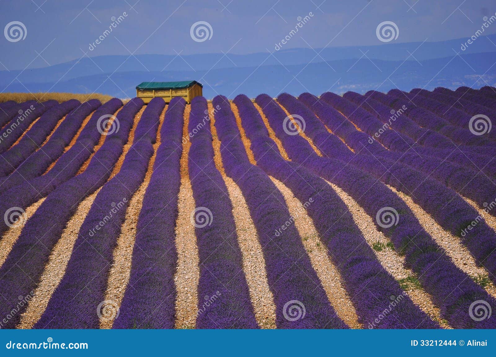 Provence Lavender postcard stock photo. Image of lavandin - 33212444