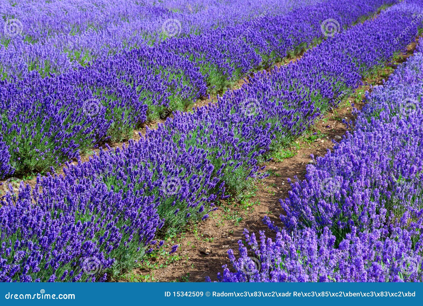 Lavander Field stock image. Image of plant, fleur, color - 15342509