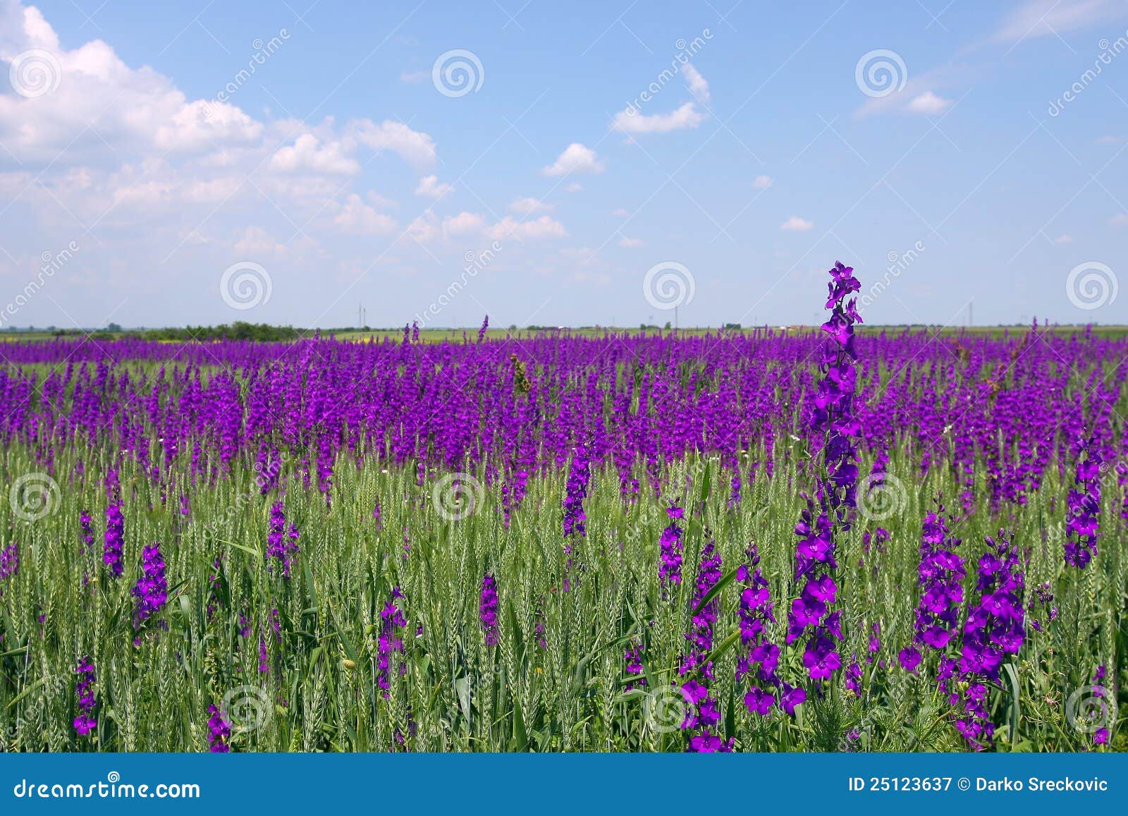 Lavander field stock image. Image of horticulture, flower - 25123637