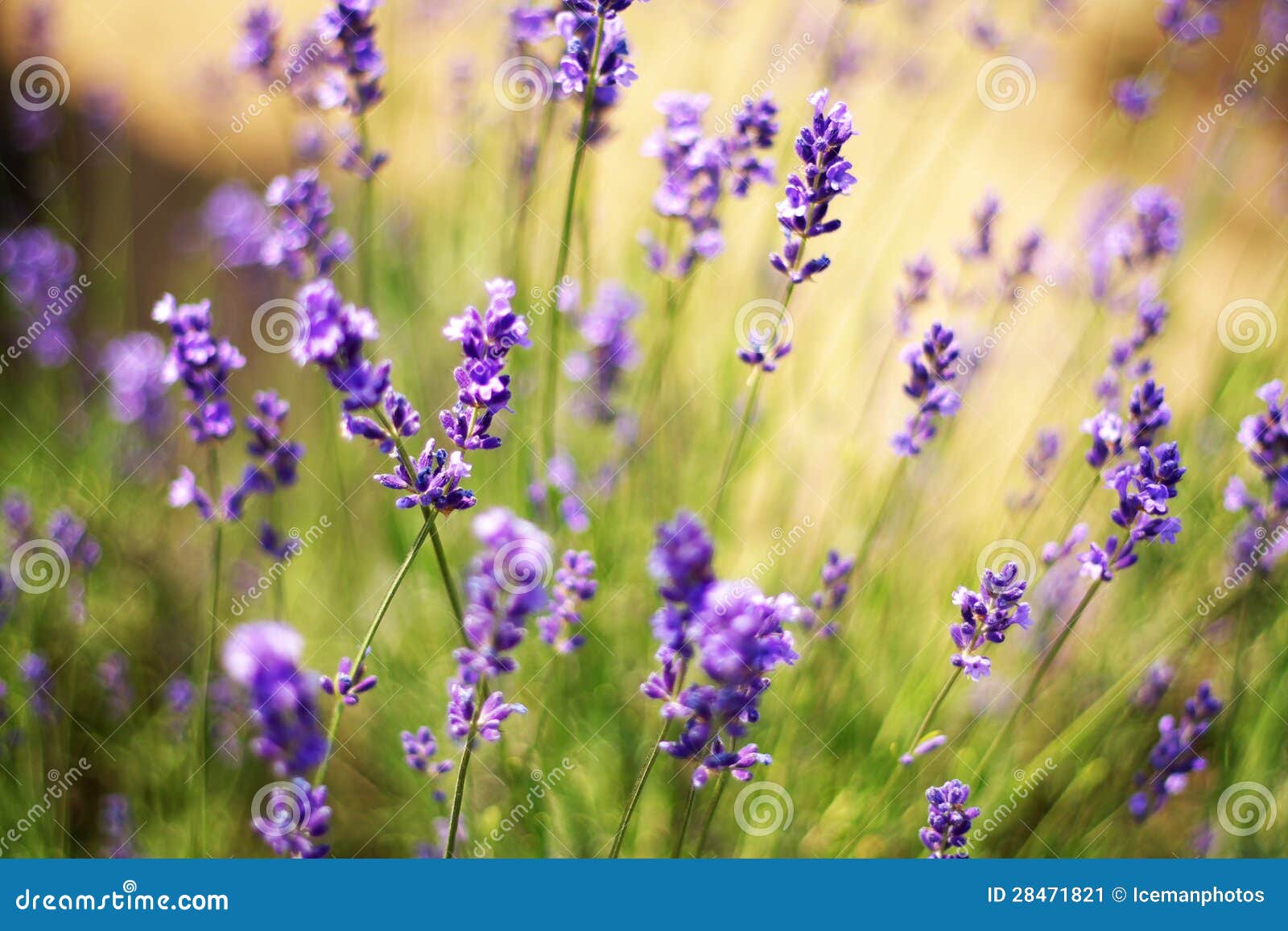 Lavander Flowers stock image. Image of blooming, green - 28471821