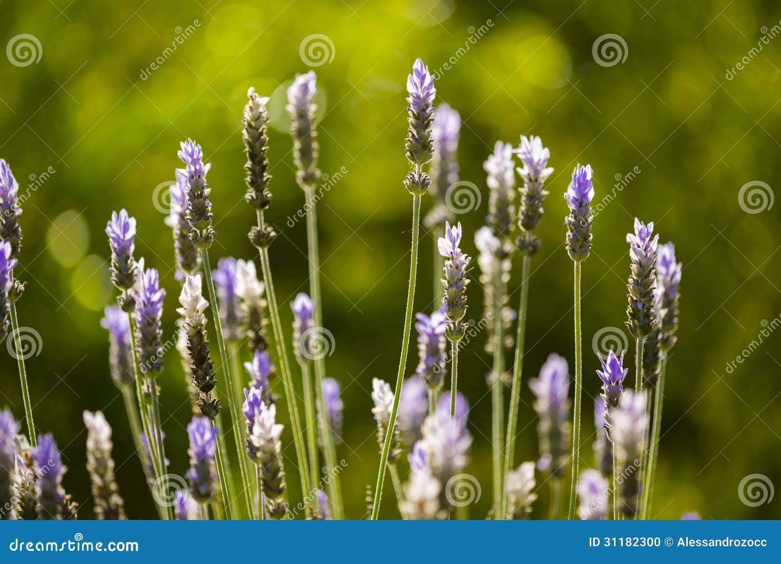Lavander flowers stock photo. Image of plant, flora, colorful - 31182300