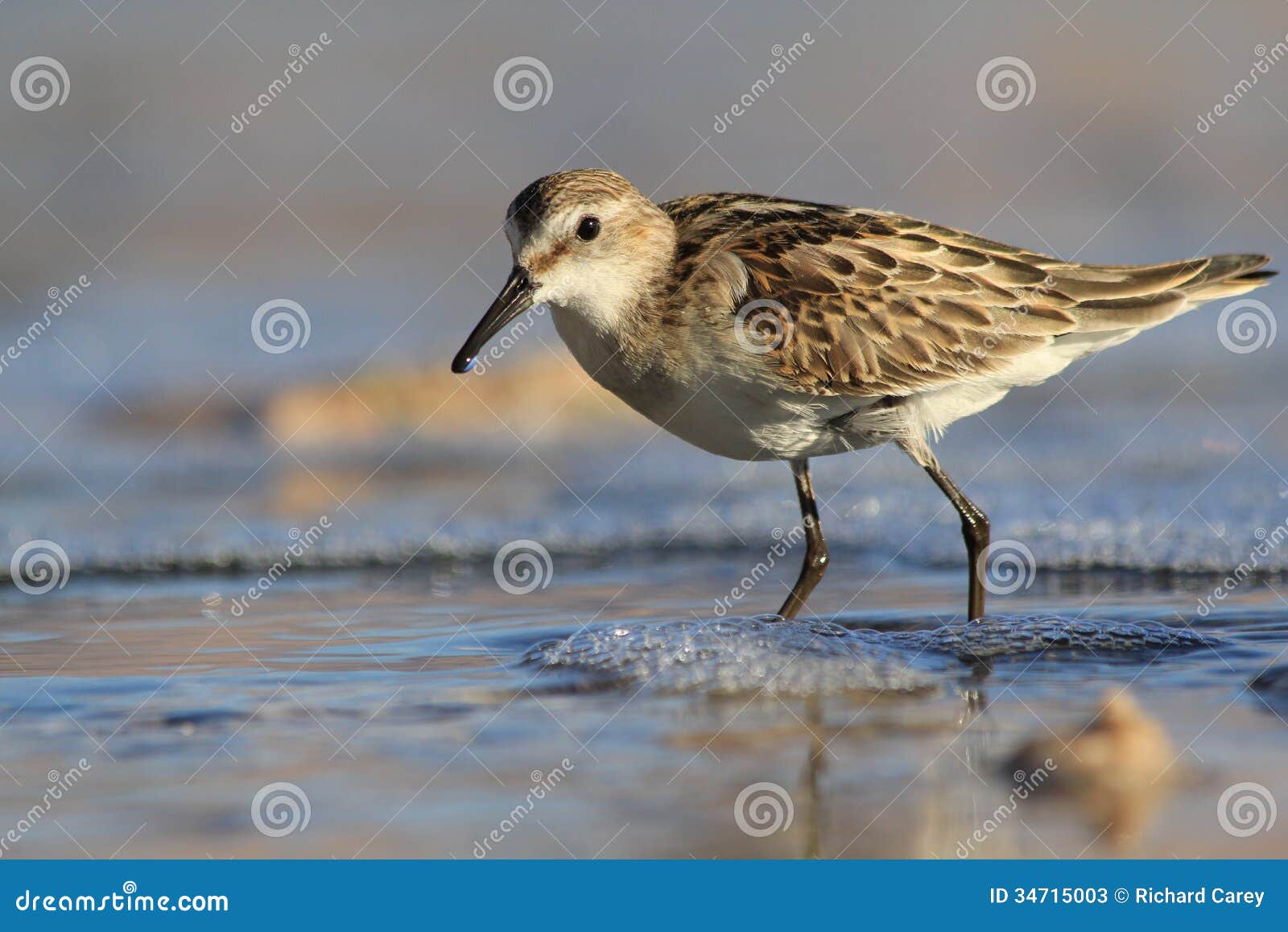 Lavandera imagen de archivo. Imagen de cubo, morador - 34715003