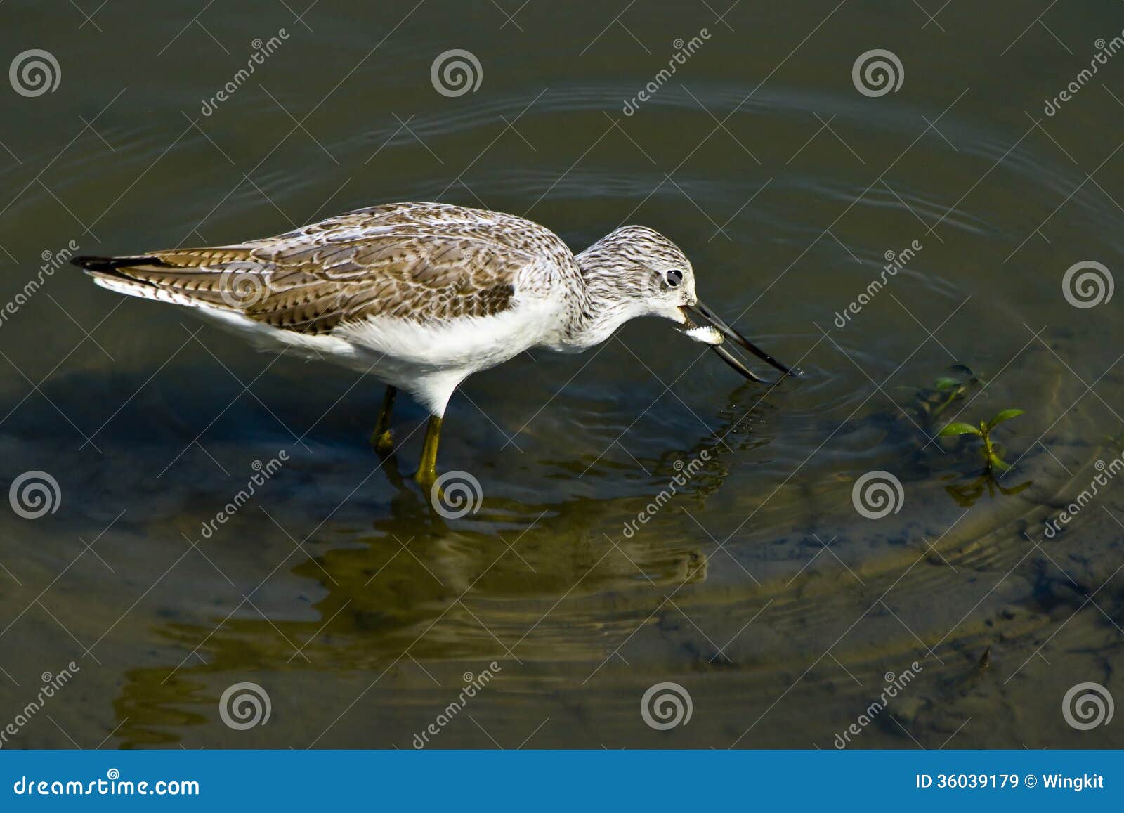 Lavandera común imagen de archivo. Imagen de ambiente - 36039179