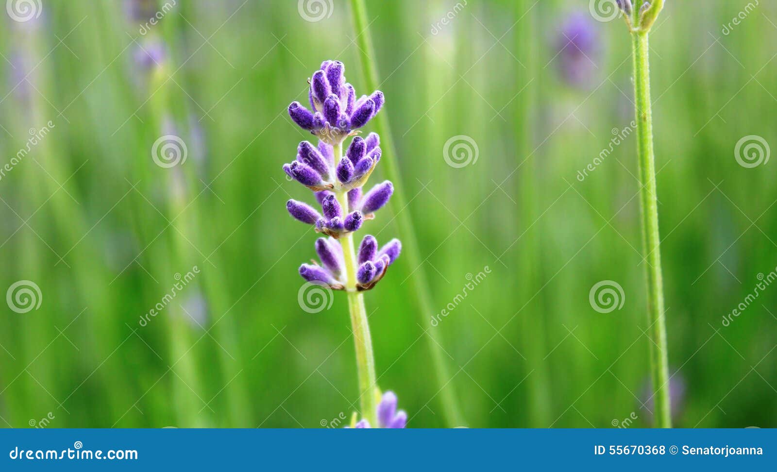 Lavandula (common Name Lavender) Stock Photo - Image of common, smell ...