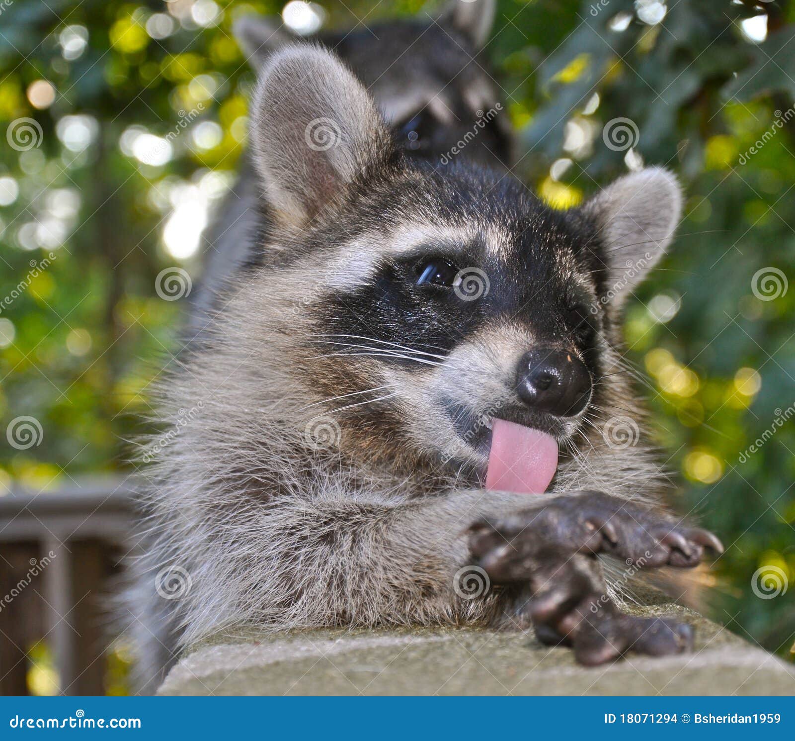 Lavarse las manos foto de archivo. Imagen de cola, mapache - 18071294