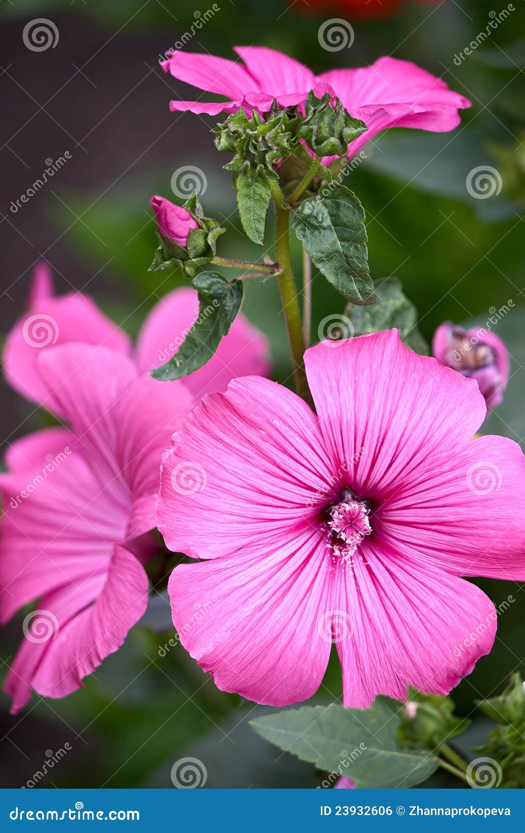 Lavatera stock photo. Image of plant, garden, leaf, pink - 23932606